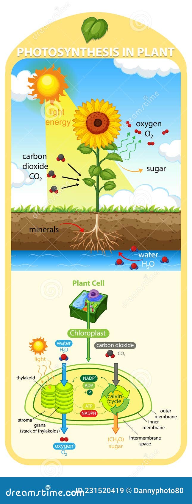 Diagram Showing Process of Photosynthesis in Plant Stock Vector ... Diagram Showing Process of Photosynthesis in Plant Stock Vector ...