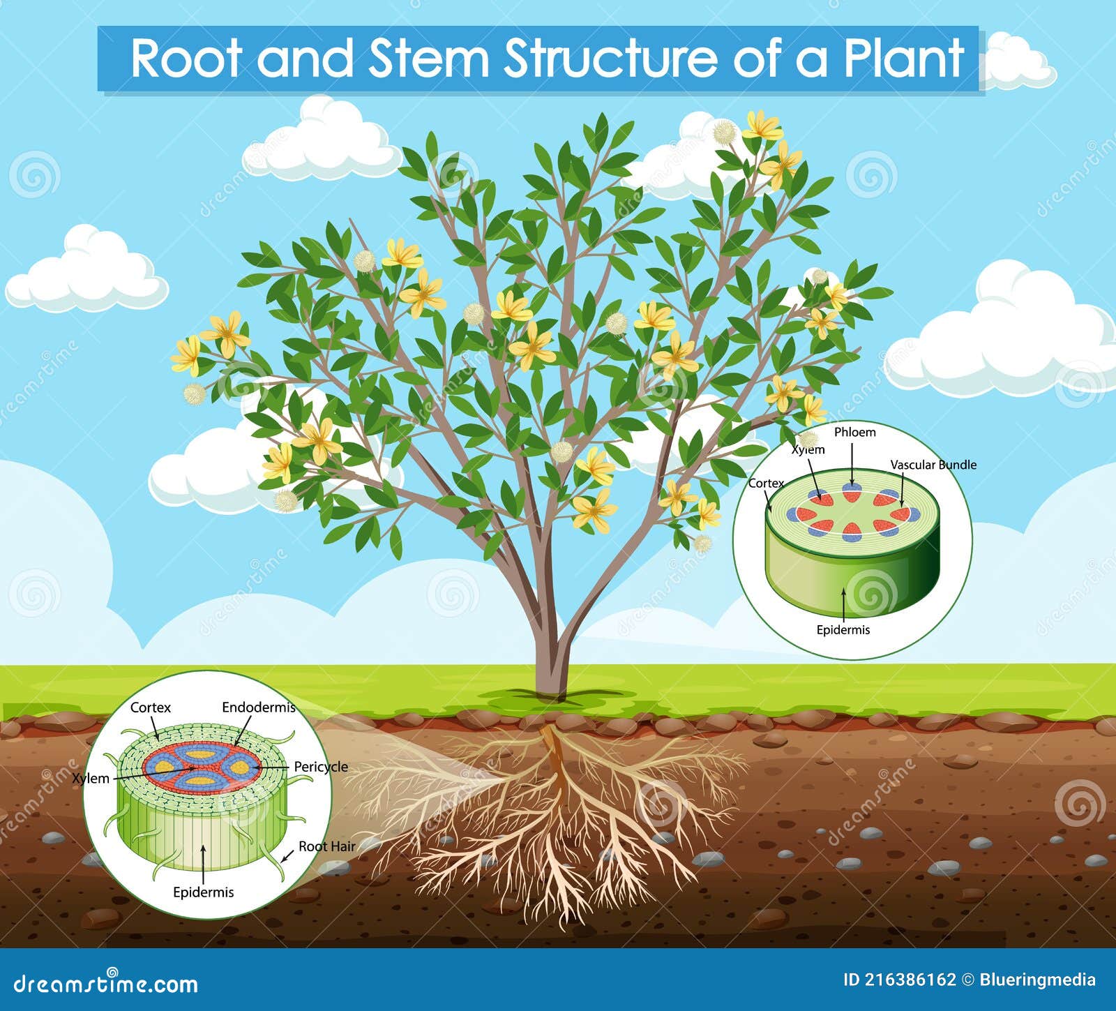 Diagram Showing Root and Stem Structure of a Plant Stock Vector ...
