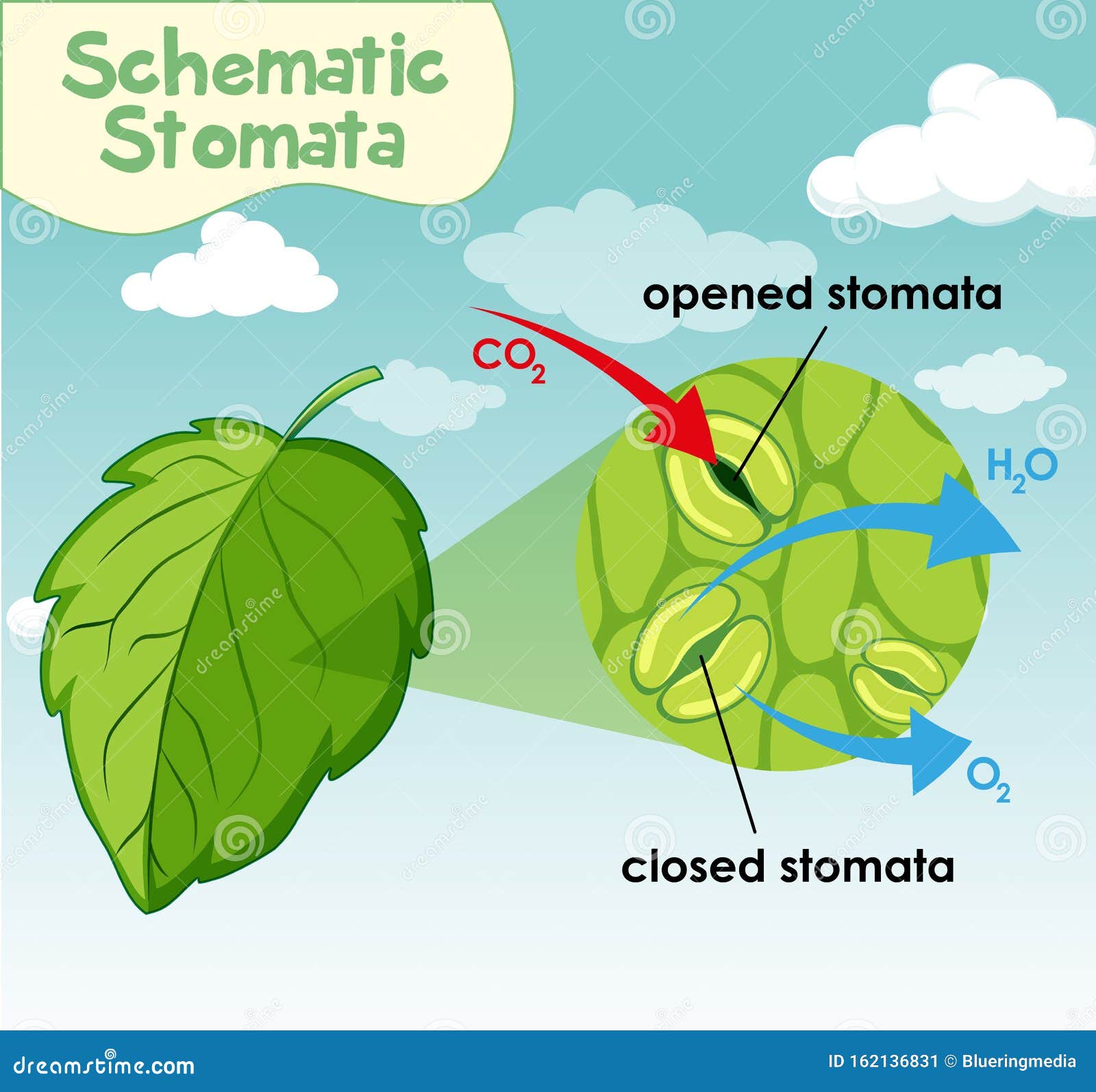 Vector Schematic Illustration Showing Photosynthesis - vrogue.co Vector Schematic Illustration Showing Photosynthesis - vrogue.co