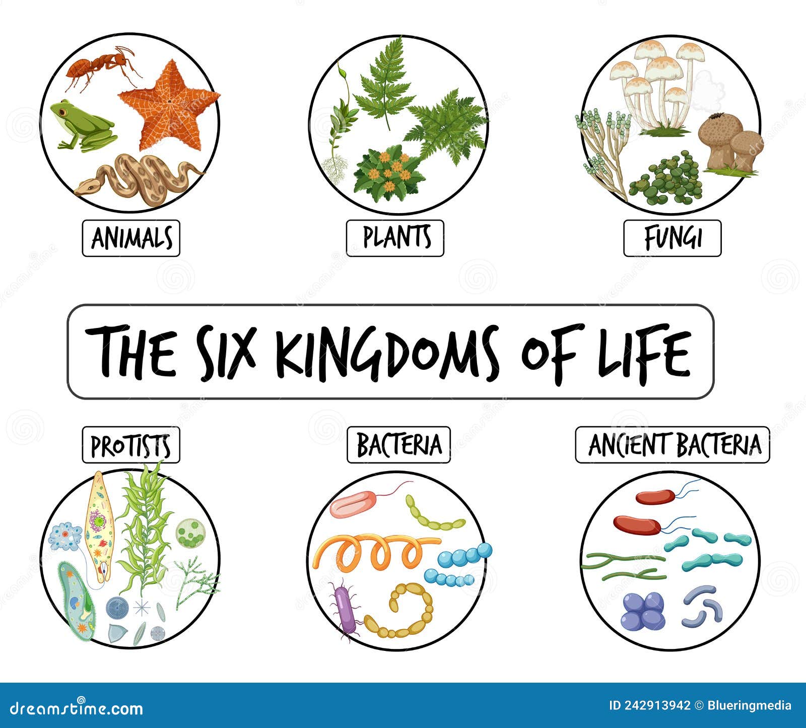 Kingdoms Of Life As Labeled Biological Nature Classification Outline ... Kingdoms Of Life As Labeled Biological Nature Classification Outline ...