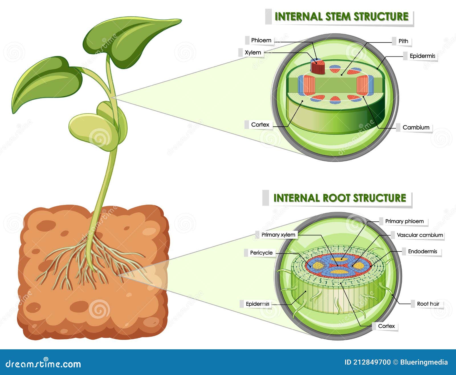 Diagram Showing Stem and Root Structure Stock Vector - Illustration of ...