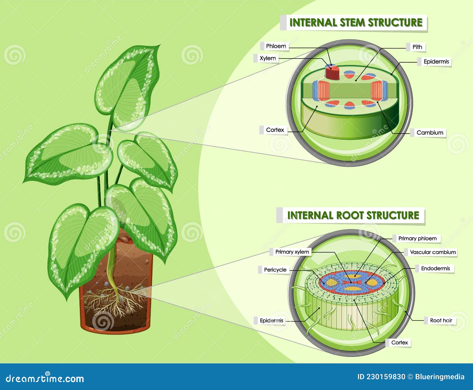 Diagram Showing Stem and Root Structure Stock Vector - Illustration of ...