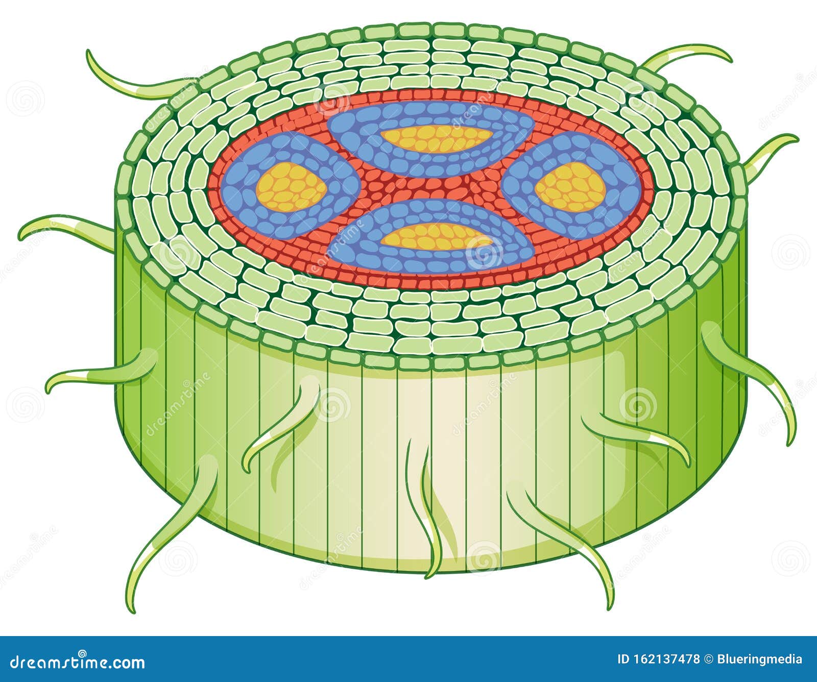 Diagram Showing Stem Structure Stock Illustration - Illustration of ...