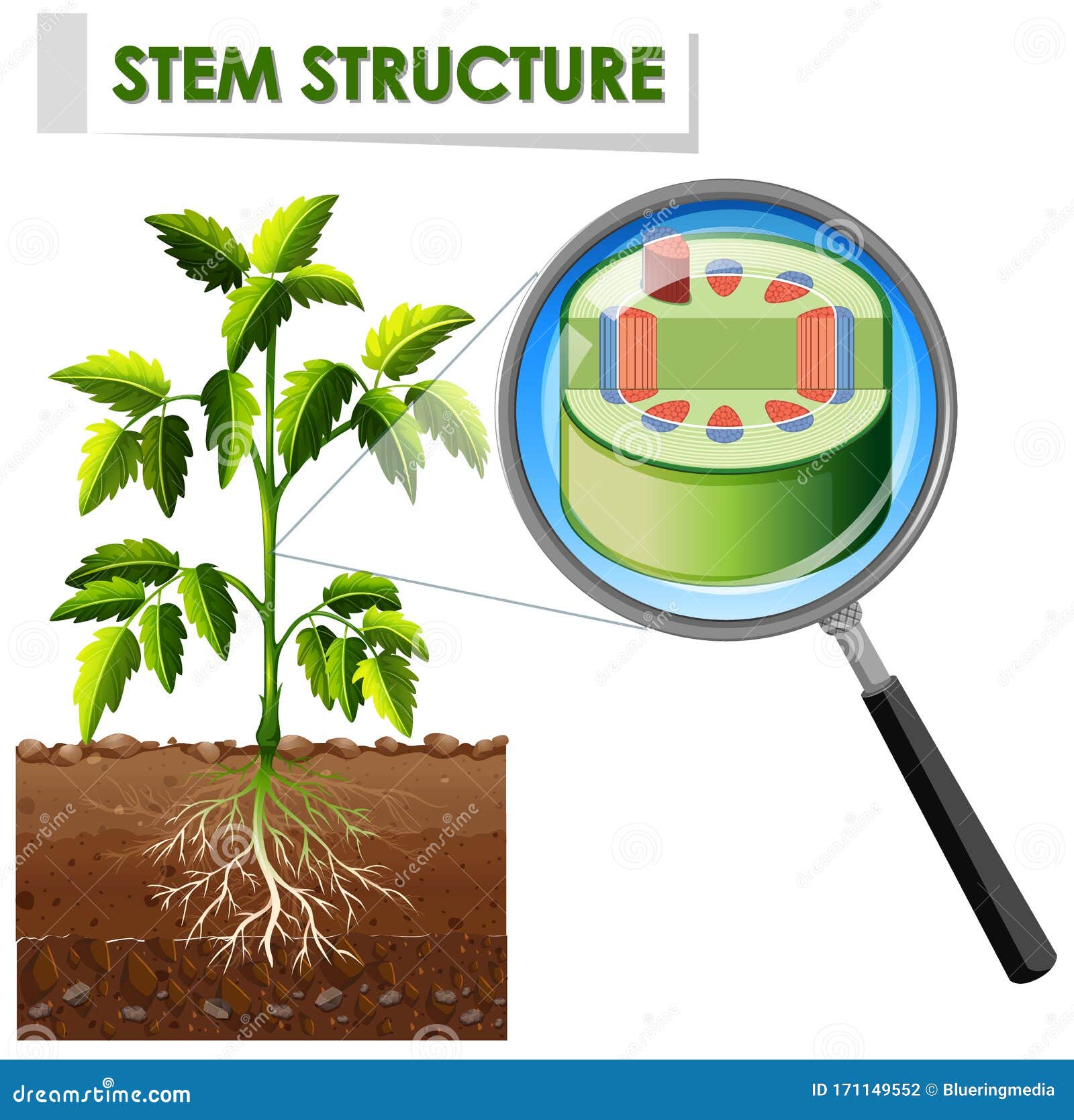 Diagram Showing Stem Structure of a Plant Stock Vector - Illustration ... Diagram Showing Stem Structure of a Plant Stock Vector - Illustration ...