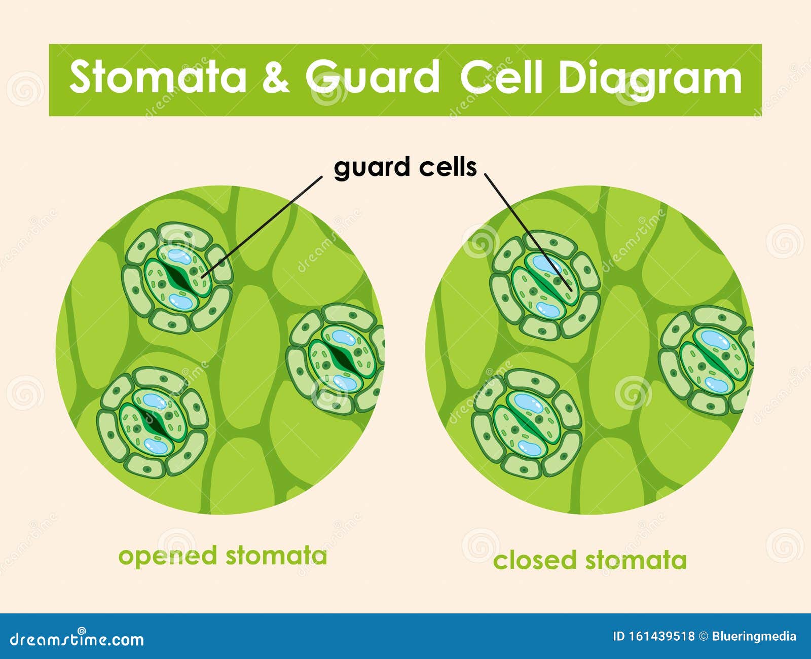 Plant Guard Cells With Stoma Fully Labeled. Stock Image | CartoonDealer ...