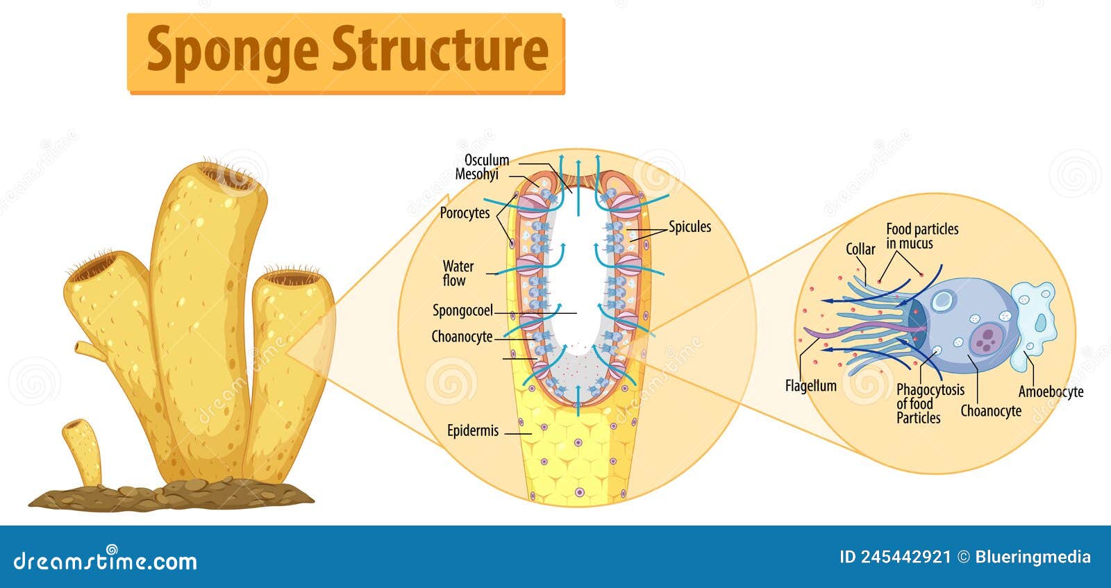 Diagram Showing Structure of Sponge Stock Vector - Illustration of clip ...