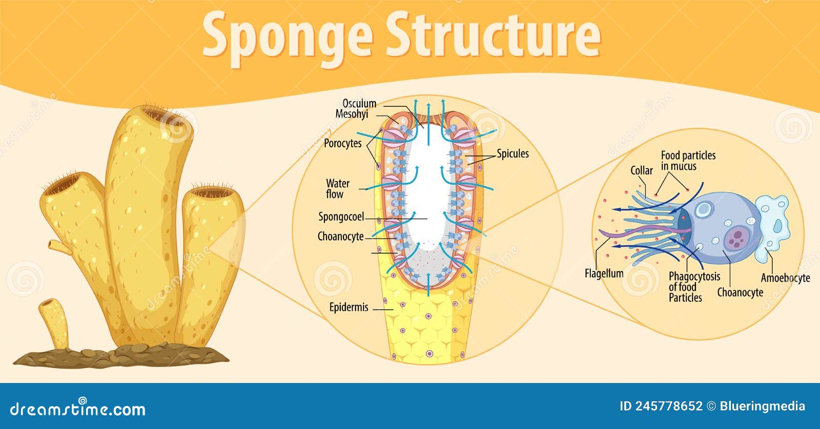 Diagram Showing Structure of Sponge Stock Vector - Illustration of ...