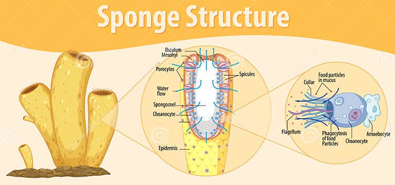 Diagram Showing Structure of Sponge Stock Vector - Illustration of ...