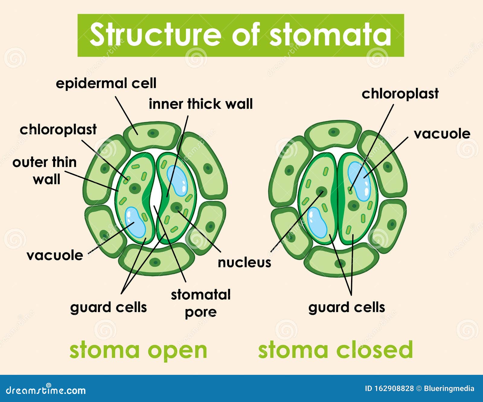Diagram Showing Structure of Stomata Stock Vector - Illustration of ... Diagram Showing Structure of Stomata Stock Vector - Illustration of ...