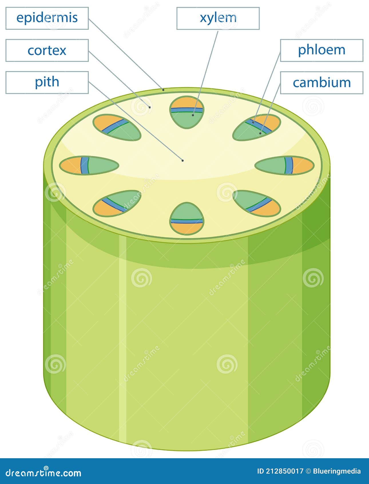 Diagram Showing Vascular Tissue System in Plants Stock Vector ...