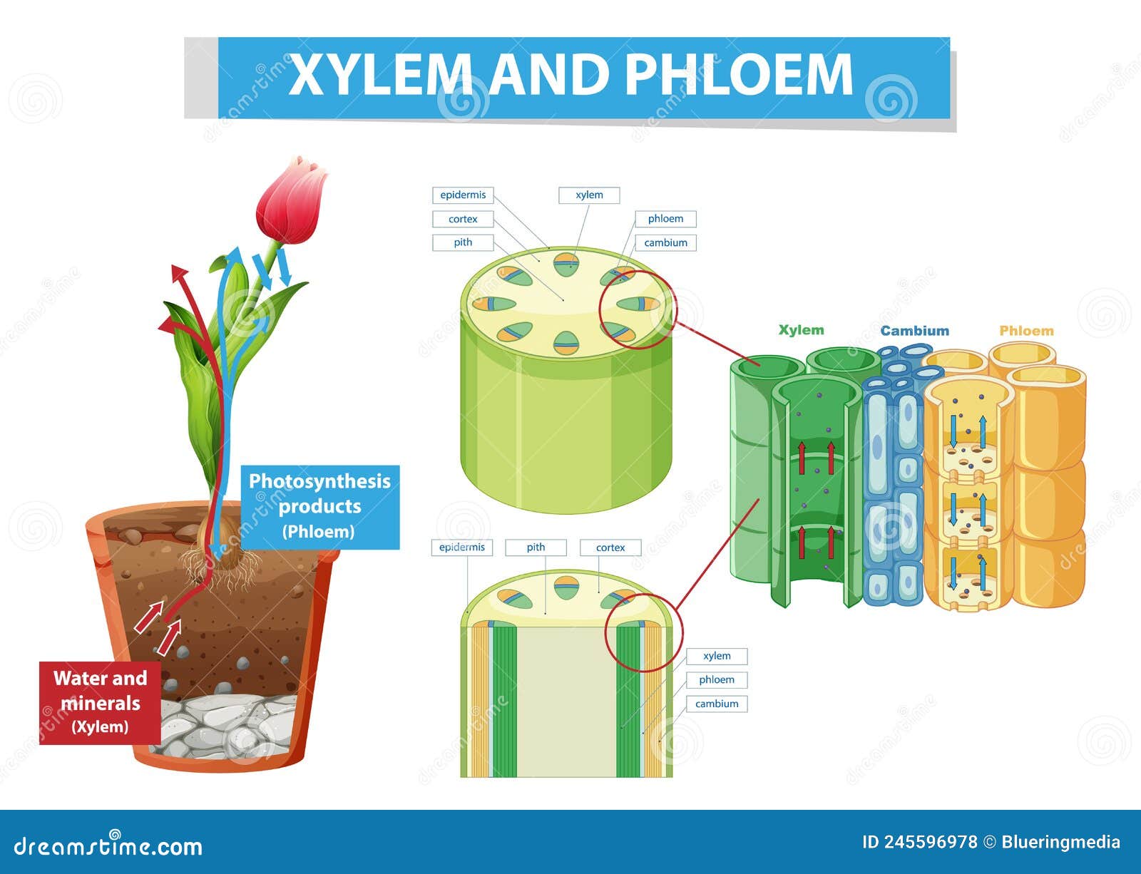 Xylem And Phloem. Biological Structure Scheme Of Inner Vascular In ... Xylem And Phloem. Biological Structure Scheme Of Inner Vascular In ...