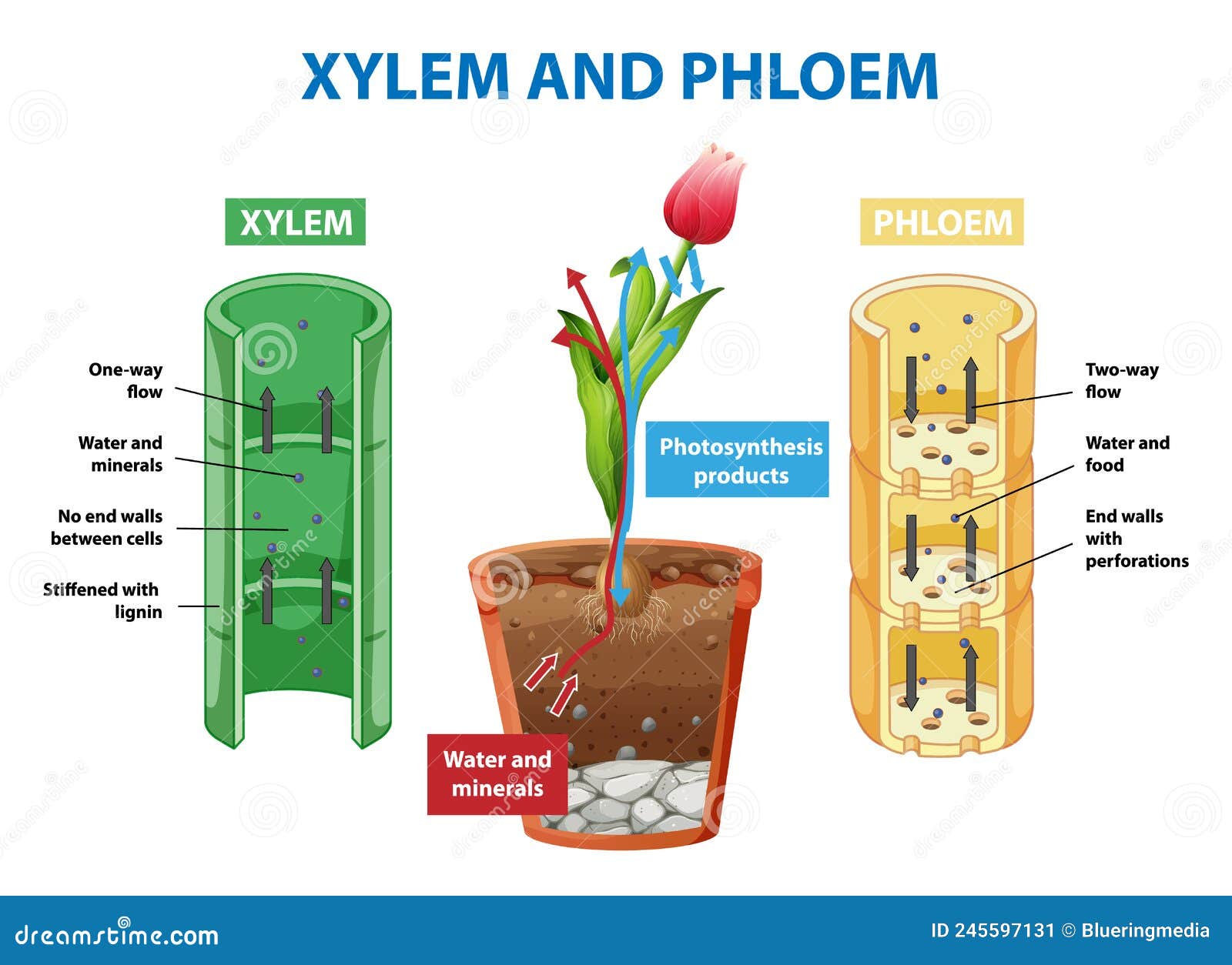 Xylem And Phloem. Biological Structure Scheme Of Inner Vascular In ... Xylem And Phloem. Biological Structure Scheme Of Inner Vascular In ...