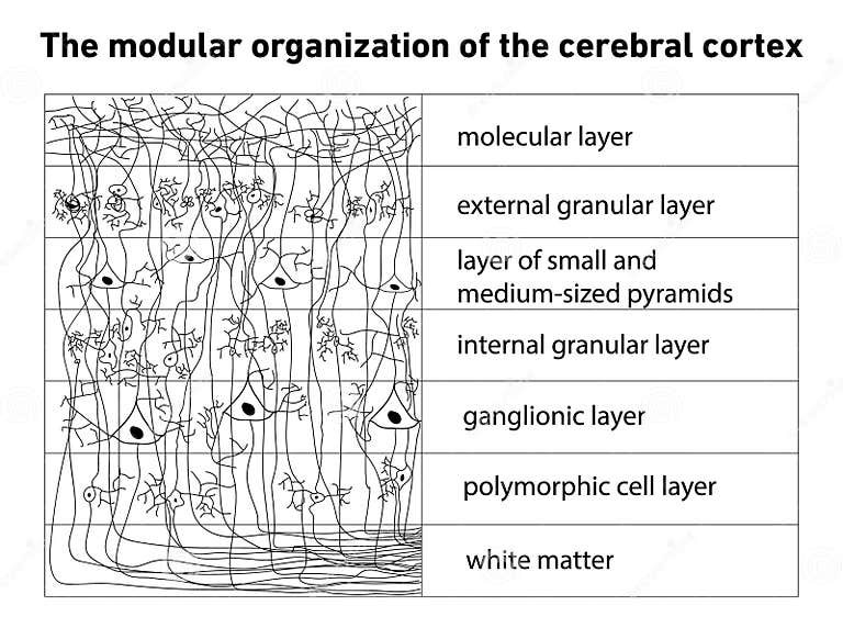 Diagram of the Structure of the Cerebral Cortex Stock Vector ...