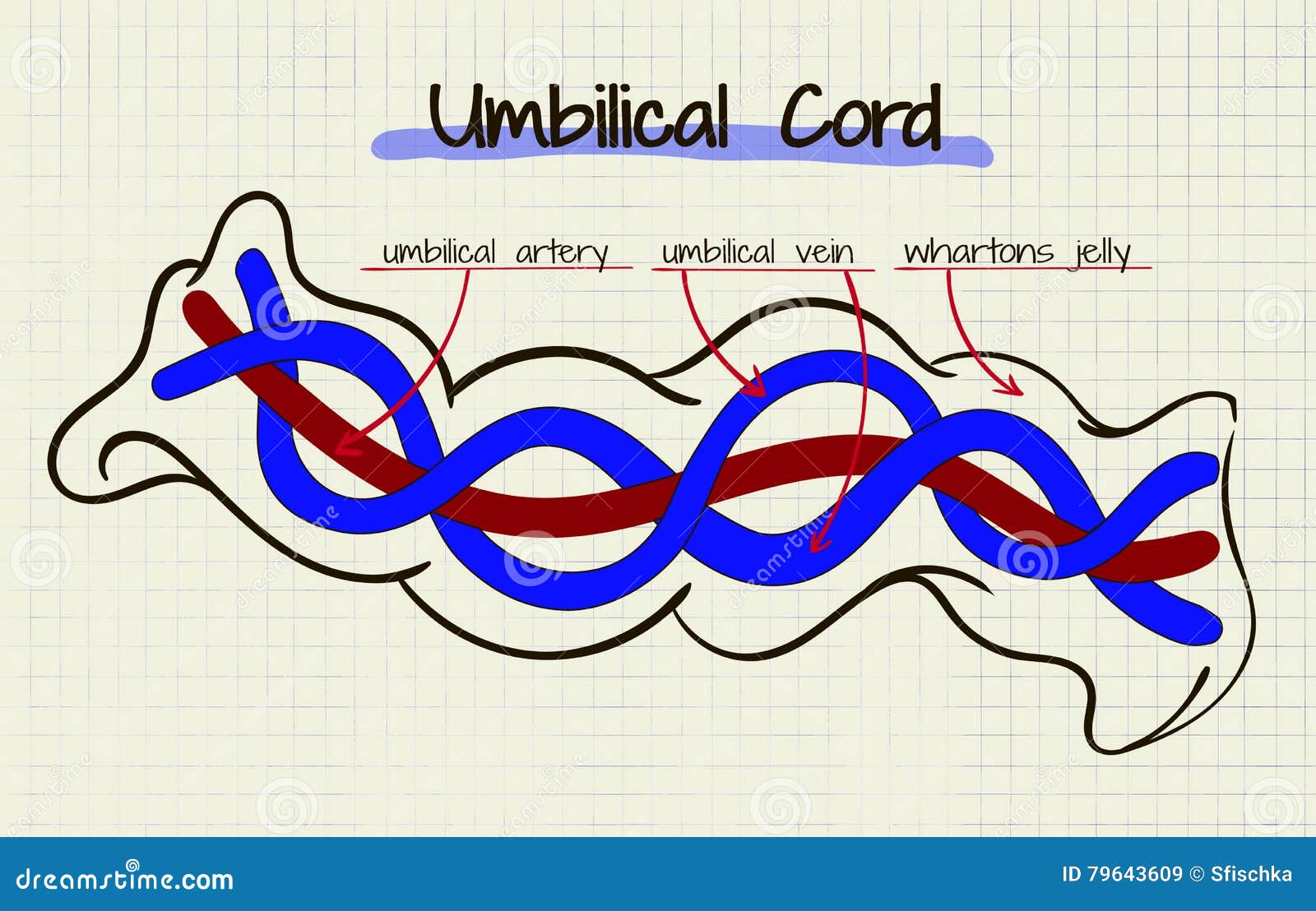 Diagram of the Structure of Human Cord Umbilikalis Stock Vector ...