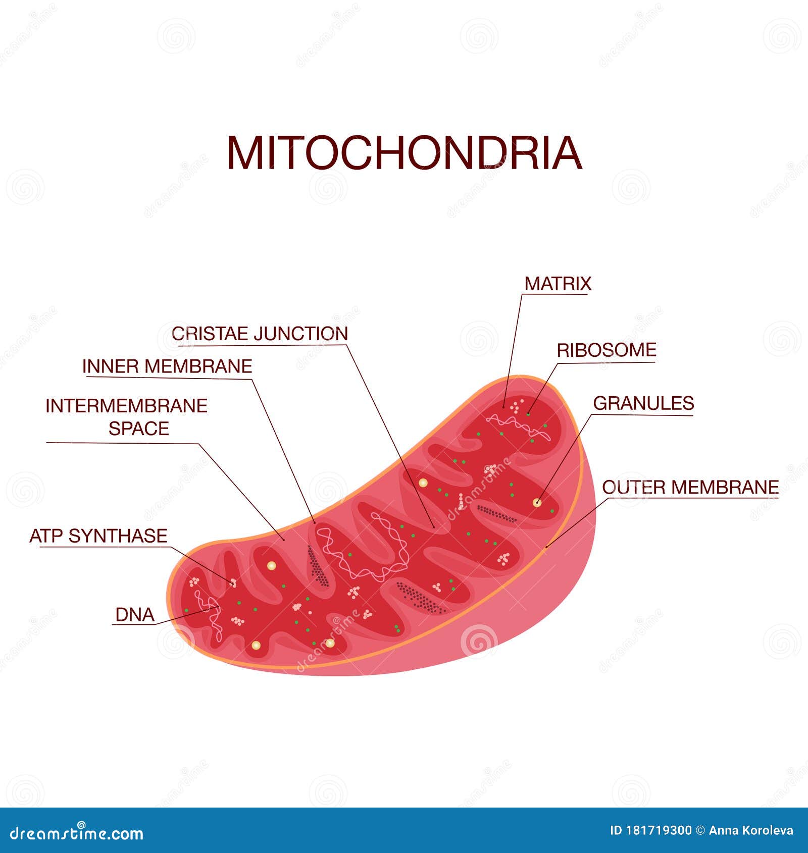 Diagram of the Structure of Mitochondria. Medical Education Vector ...