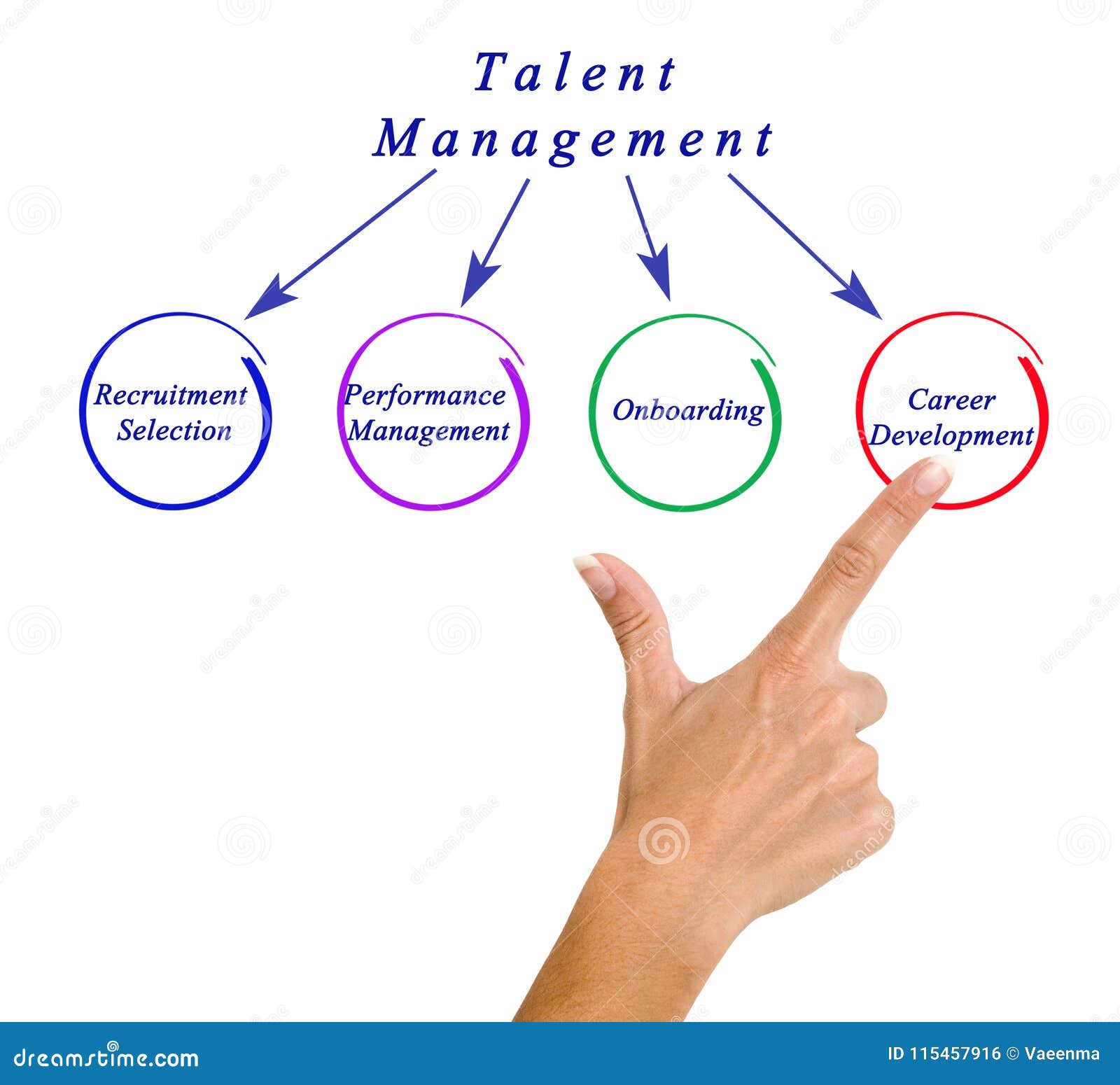 Diagram of Talent Management Stock Photo - Image of pointing ...
