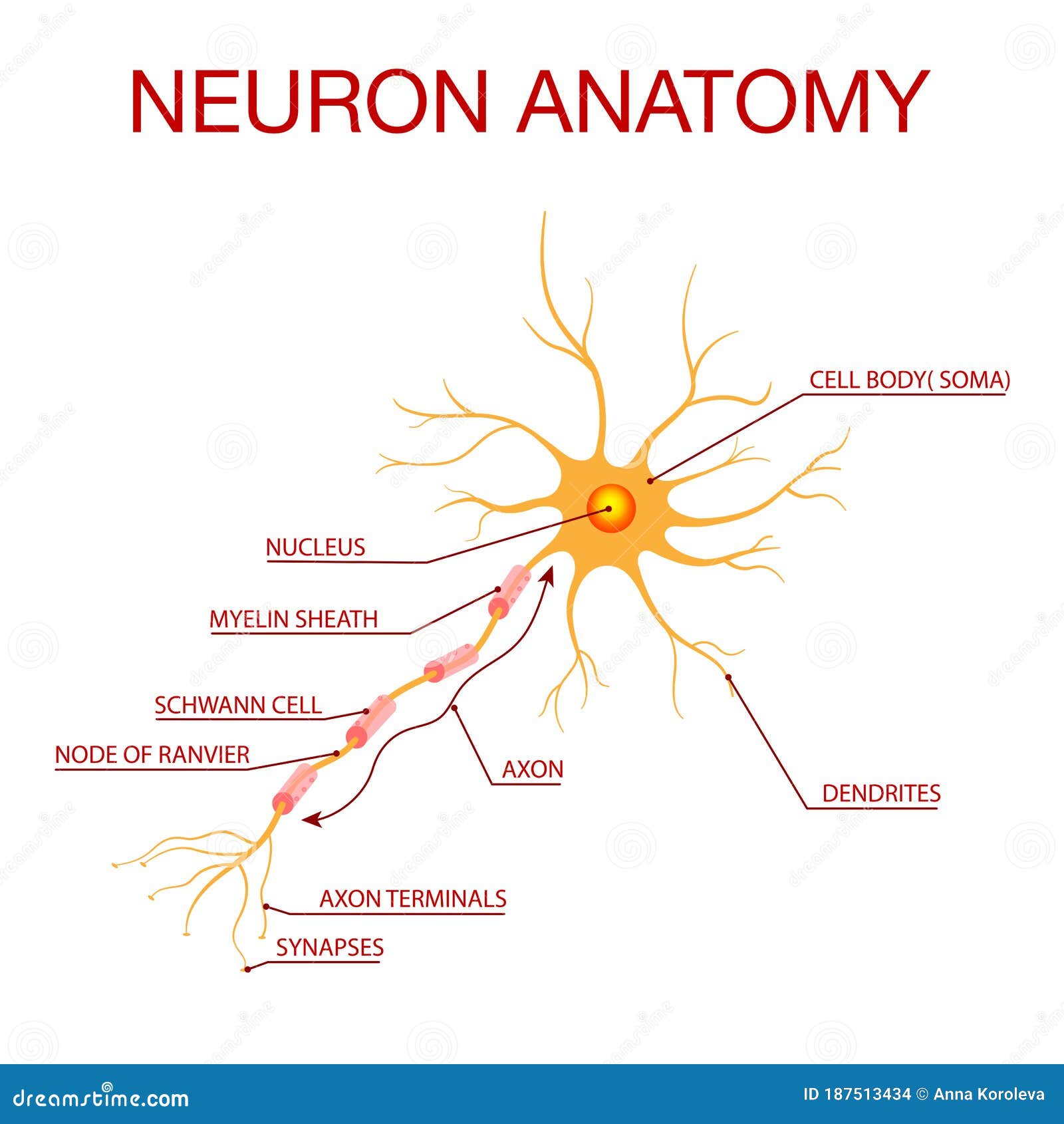 Diagram Van De Anatomieafbeelding Van De Structuur Van Een Neuron Stock ... Diagram Van De Anatomieafbeelding Van De Structuur Van Een Neuron Stock ...
