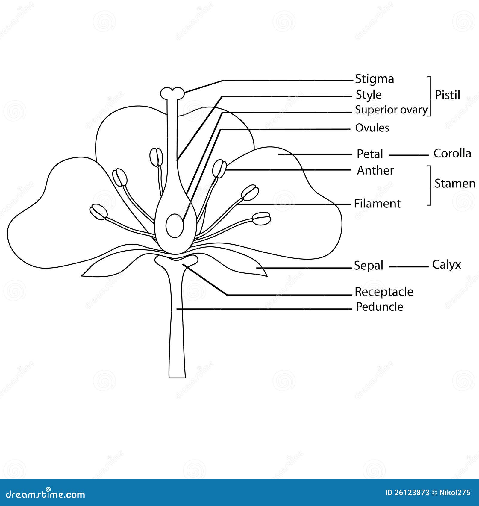 Diagram van een bloem vector illustratie. Illustration of biologie ...