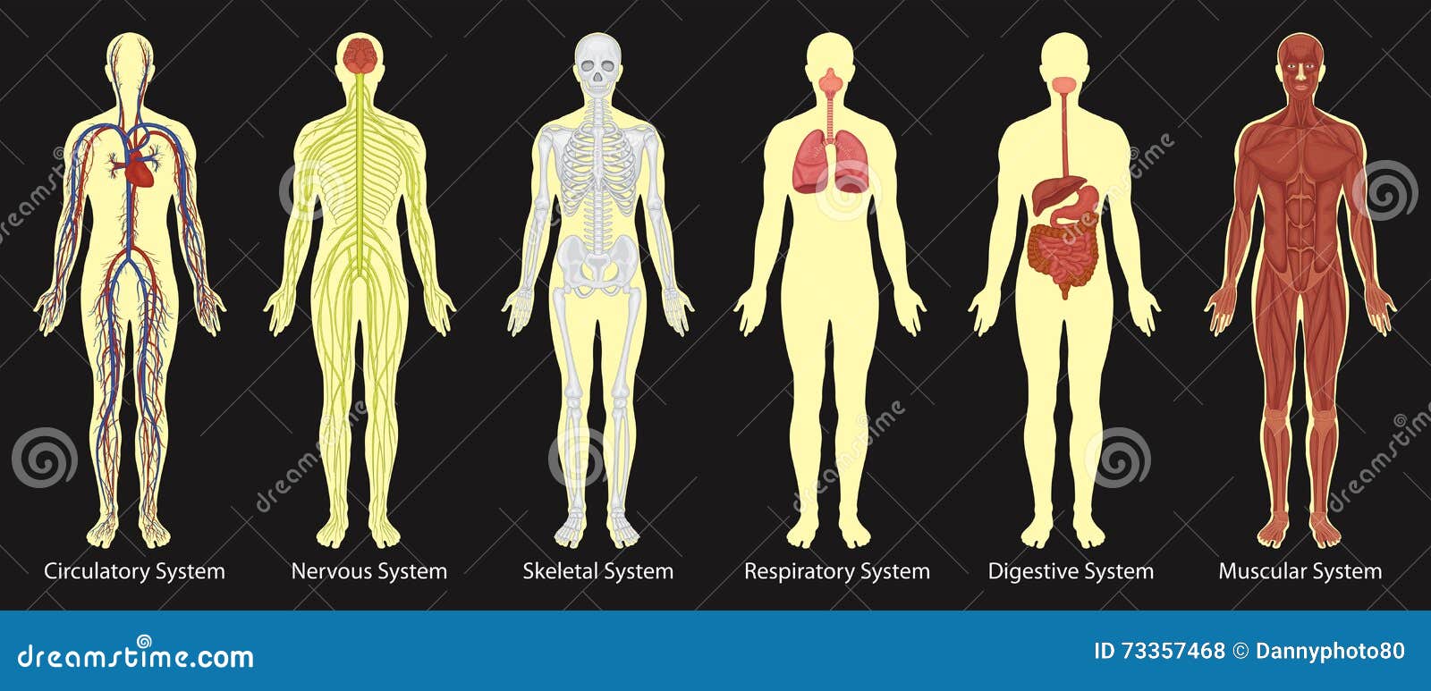 Diagram Van Systemen in Menselijk Lichaam Vector Illustratie ...