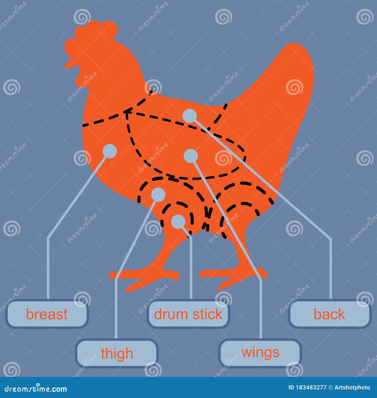 Diagrama De Carne De Frango Anatomia De Frango Ilustração do Vetor ...
