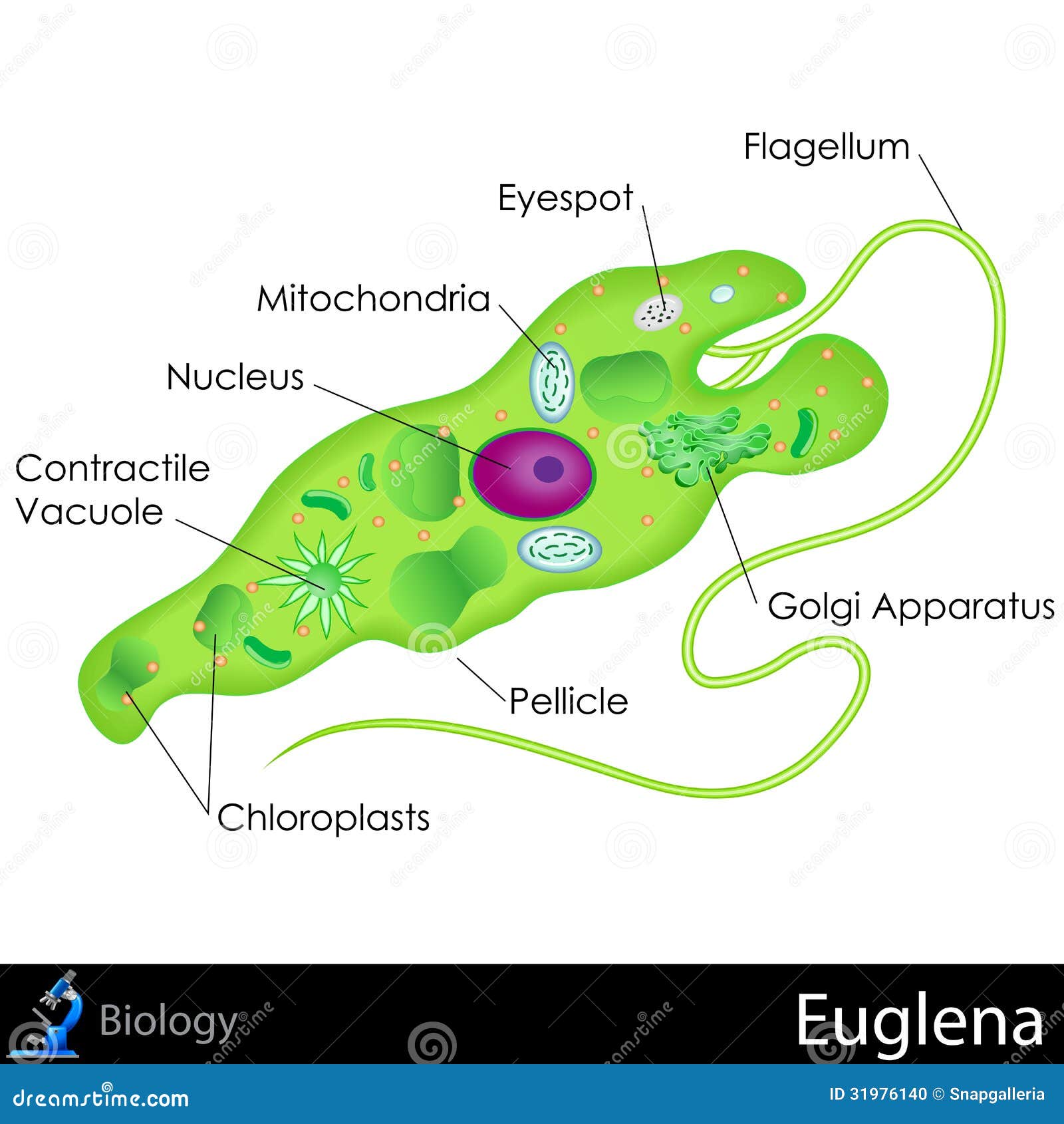 Diagrama de la Euglena ilustración del vector. Ilustración de cloroplasto - 31976140