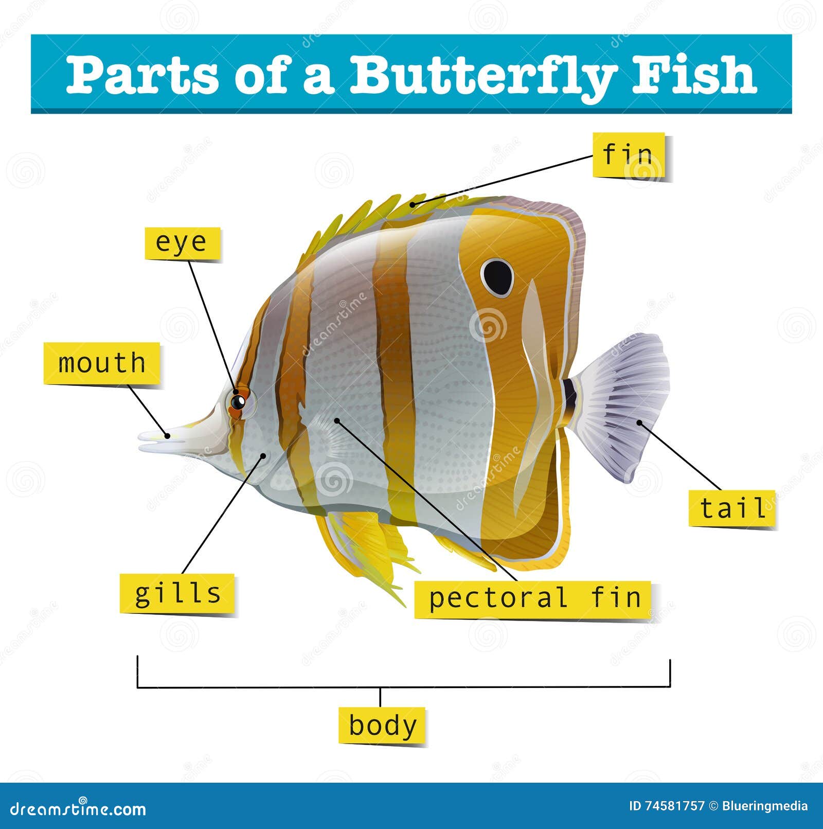 Diagrama De Partes Diferentes Dos Peixes Ilustração do Vetor ...