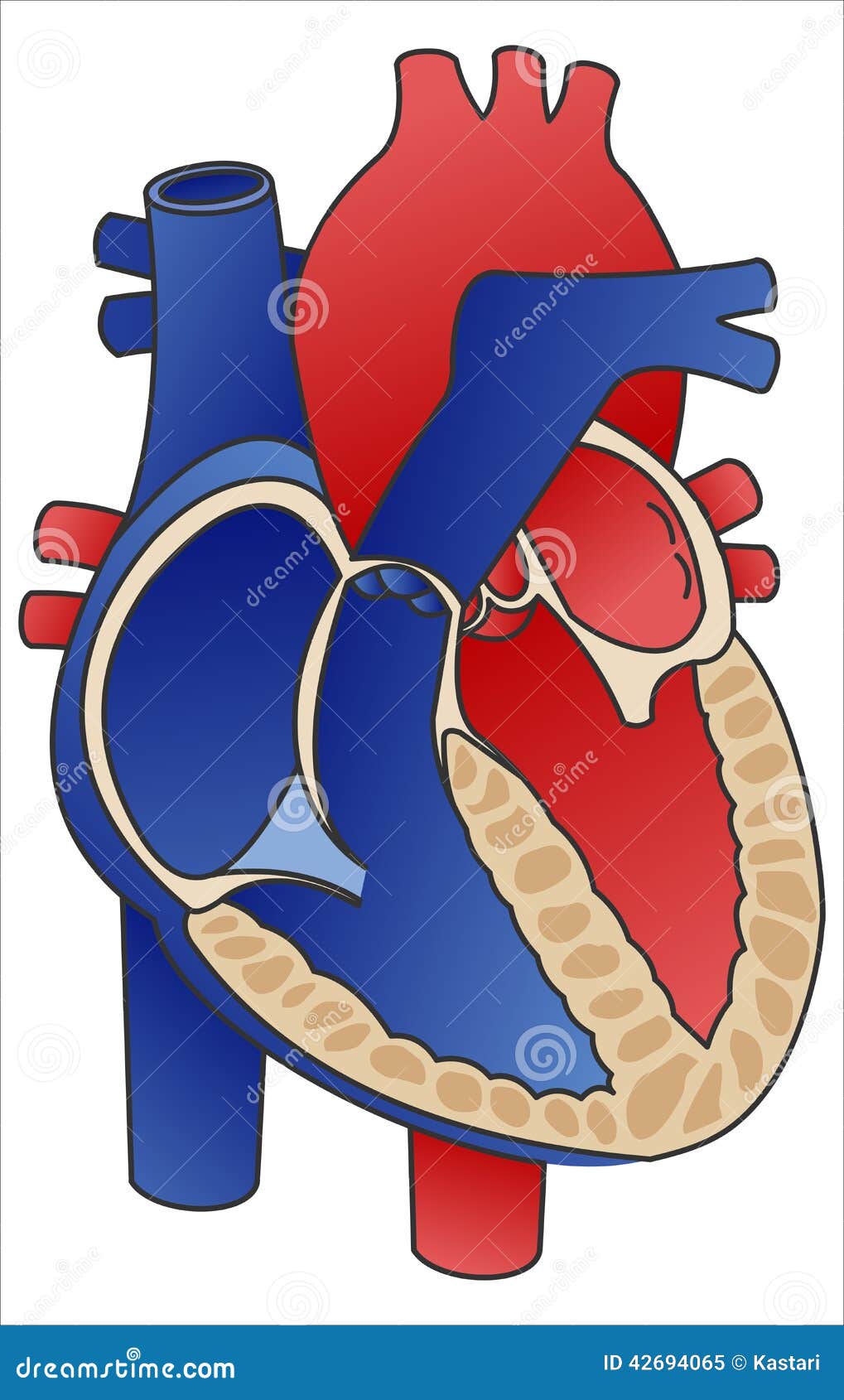 Diagrama del corazón ilustración del vector. Ilustración de ...