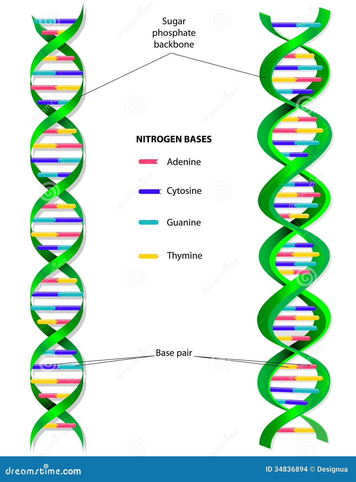 Diagrama del vector de la molécula de la DNA