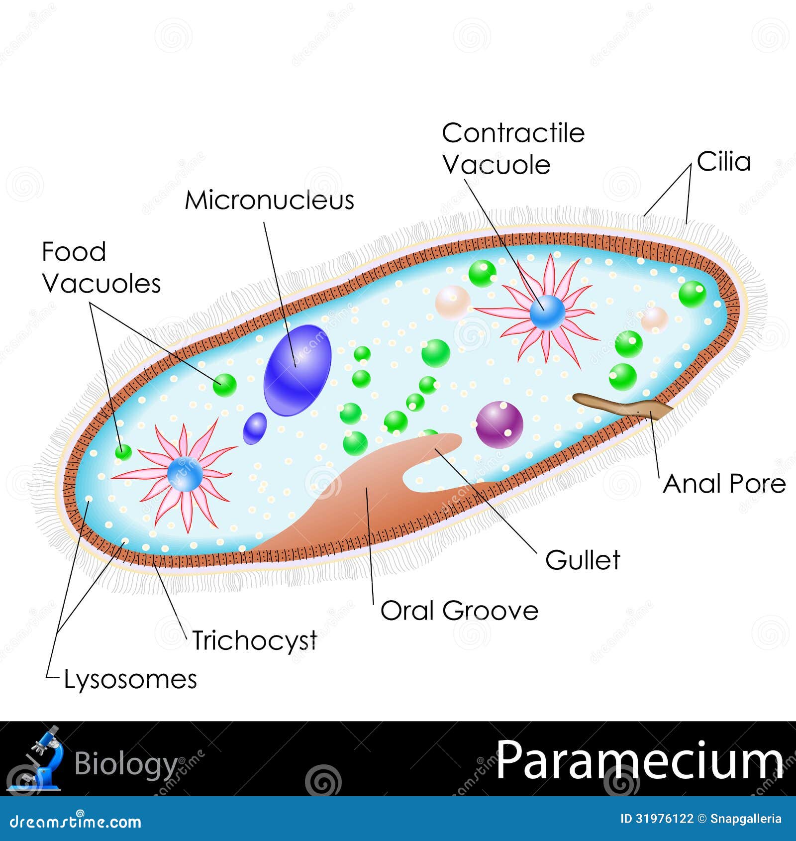Diagrama De Paramecio Em Cores Estrutura Paramecium Caudatum Vetor De