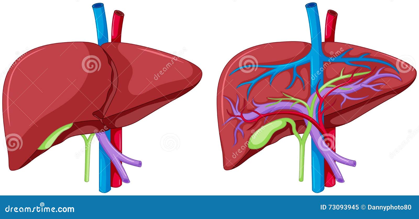 Diagrama Dos De La Anatomía Del Hígado Ilustración del Vector ...