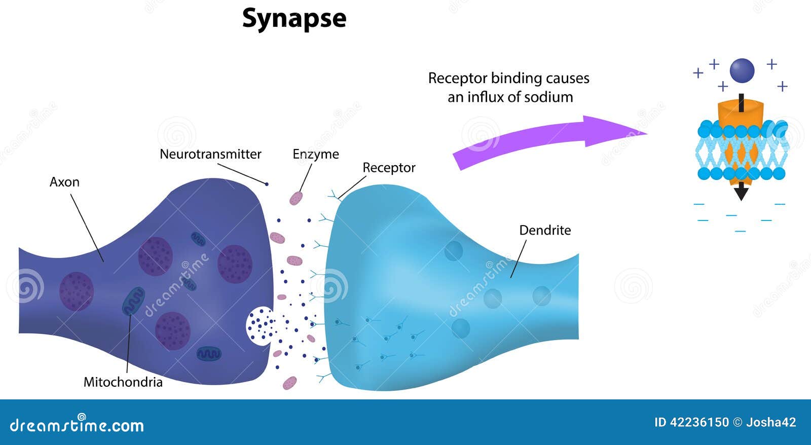 Diagrama E Receptor Etiquetados Sinapse Ilustração do Vetor ...