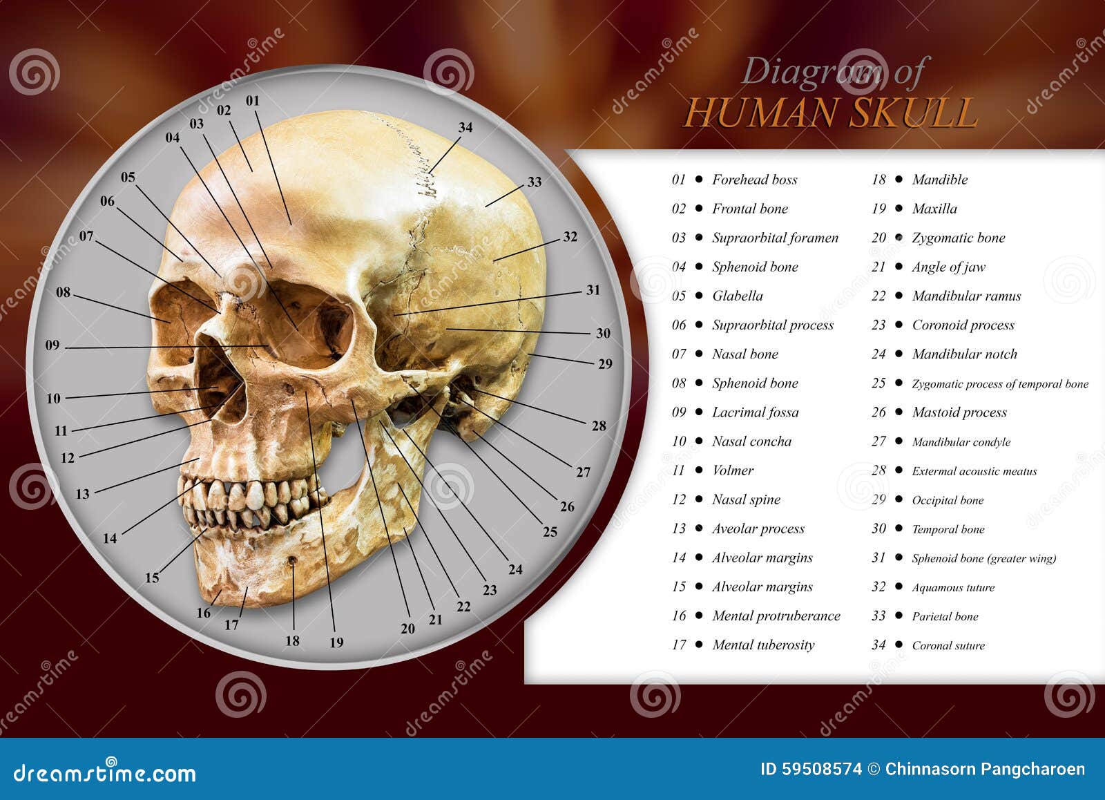 Diagrama humano del cráneo foto de archivo. Imagen de nathans - 59508574