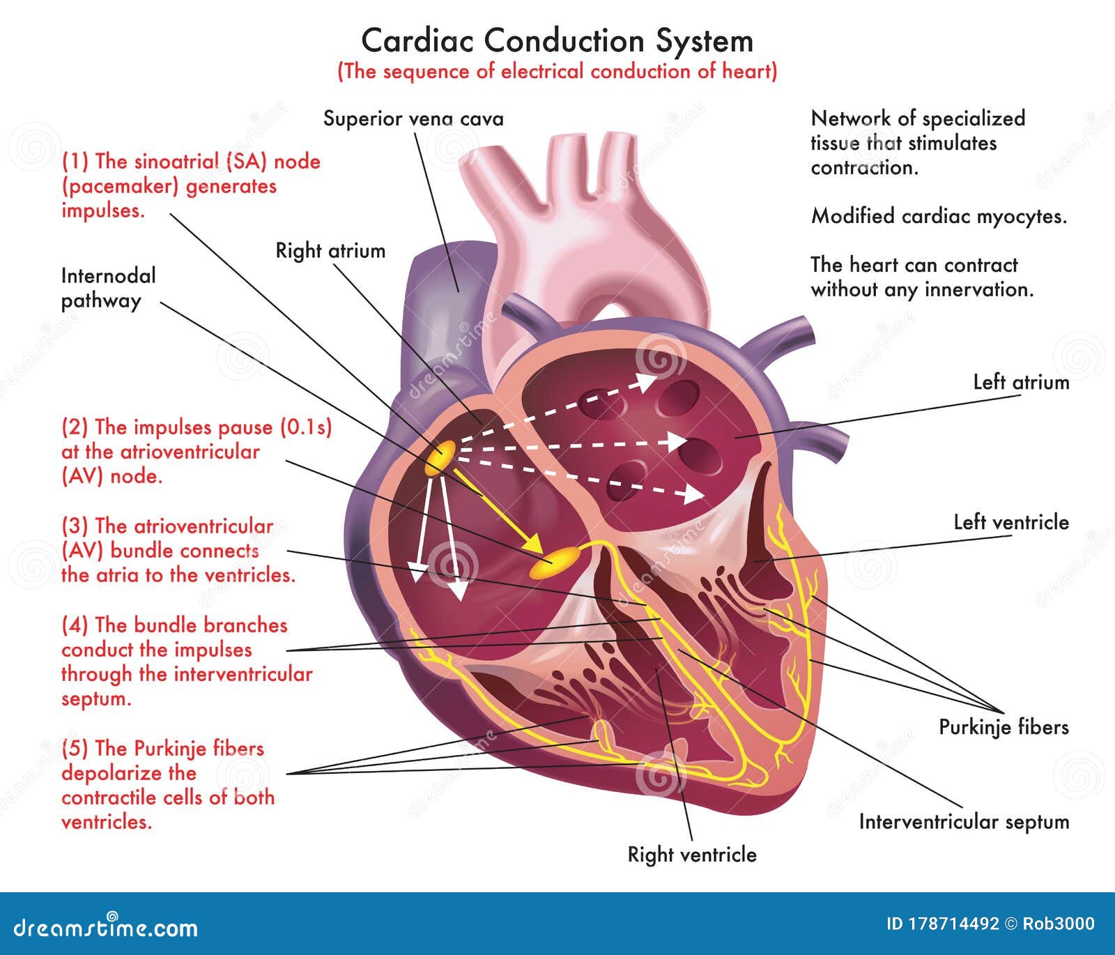 Diagrama Ilustrado Del Sistema De Conducción Cardiaca Ilustración Del