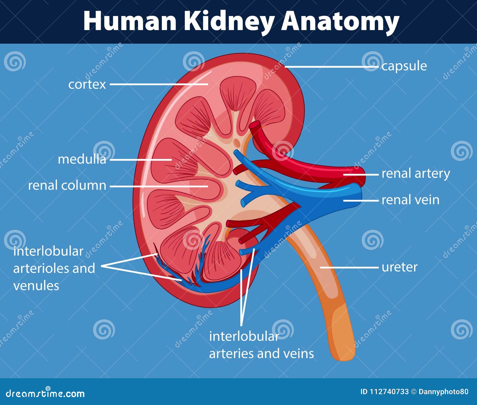 Tamanho Do Rim Humano - FDPLEARN