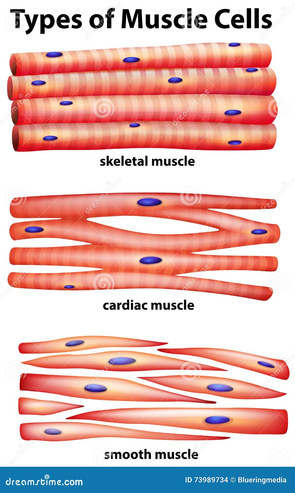 Smooth Muscle Diagram Labeled Class 9 / NCERT Class IX Science Chapter ... Smooth Muscle Diagram Labeled Class 9 / NCERT Class IX Science Chapter ...