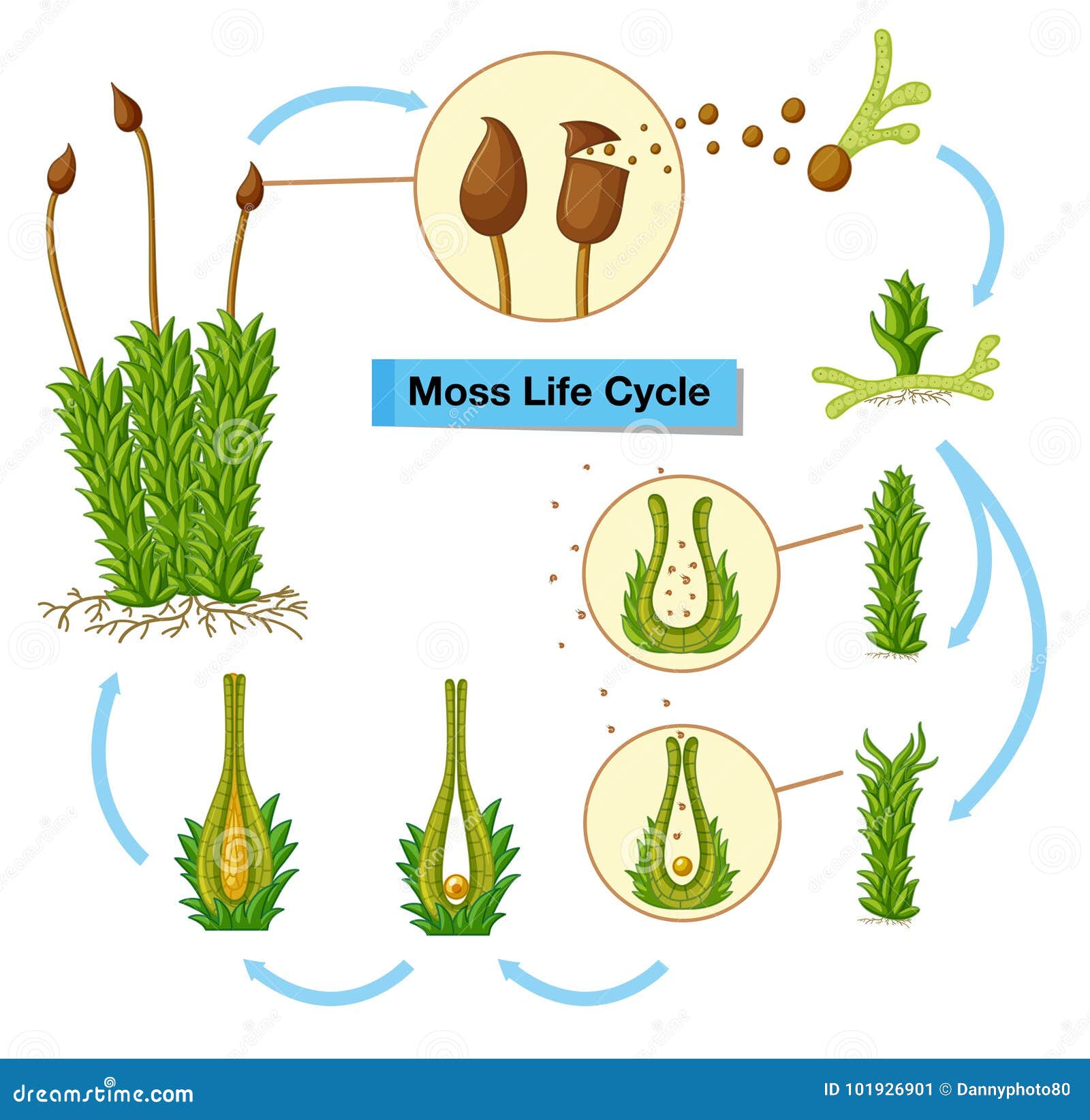 Diagramm, Das MoosLebenszyklus Zeigt Vektor Abbildung - Illustration ...