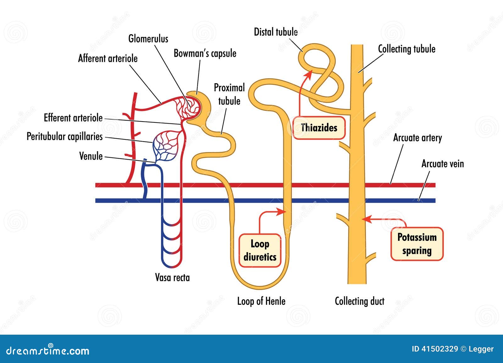 Diagramm Der Nierendrogenaktion Vektor Abbildung - Illustration von ...
