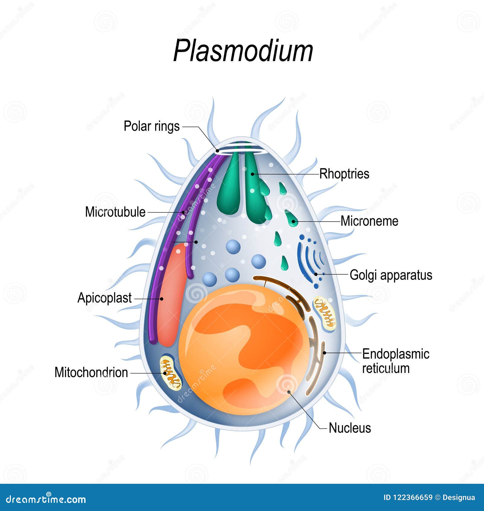 Diagramm Der Plasmodium Merozoitesstruktur Vektor Abbildung ...