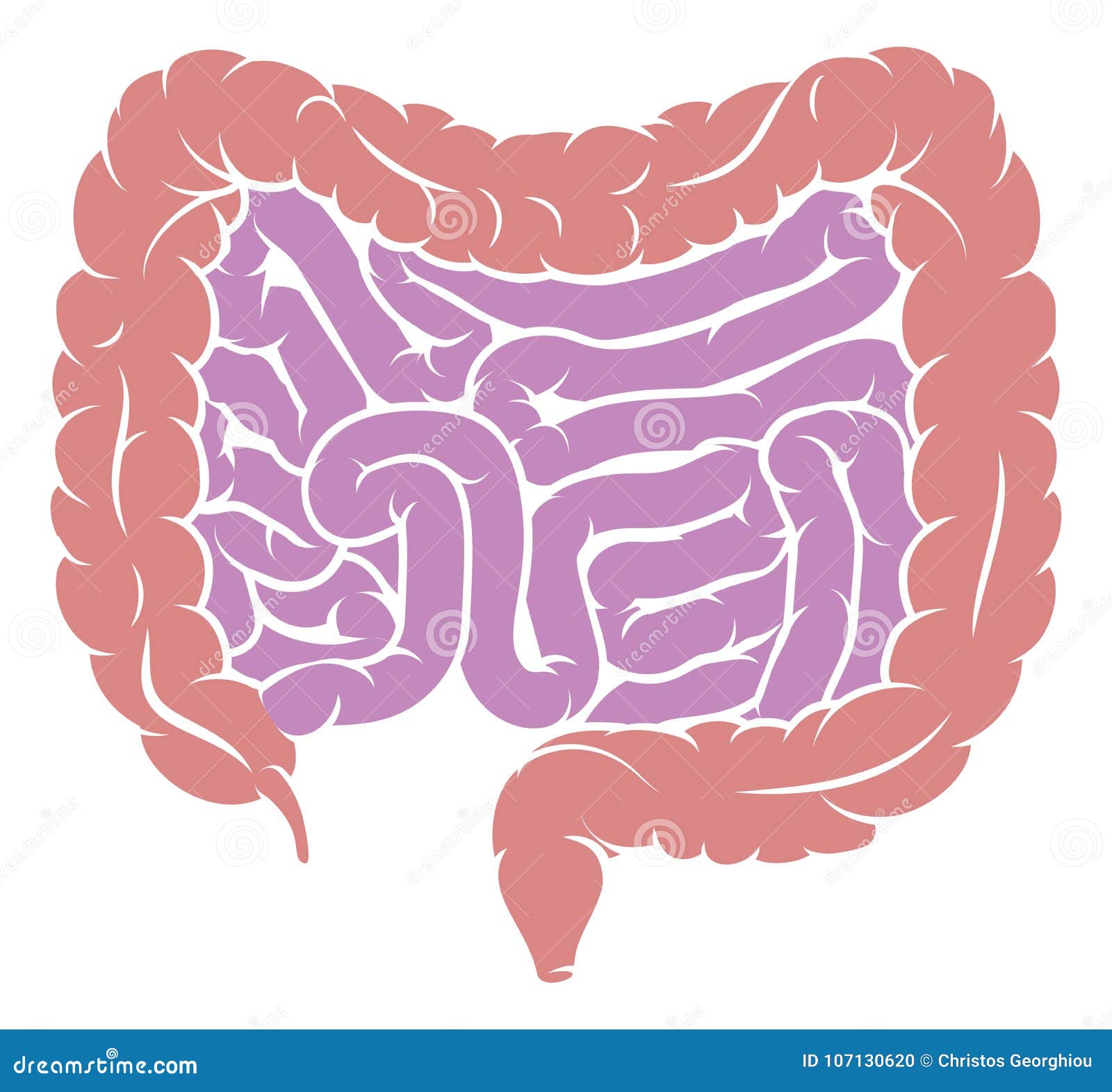 Diagramm Des Darm-Darm-Verdauungssystems Vektor Abbildung ...