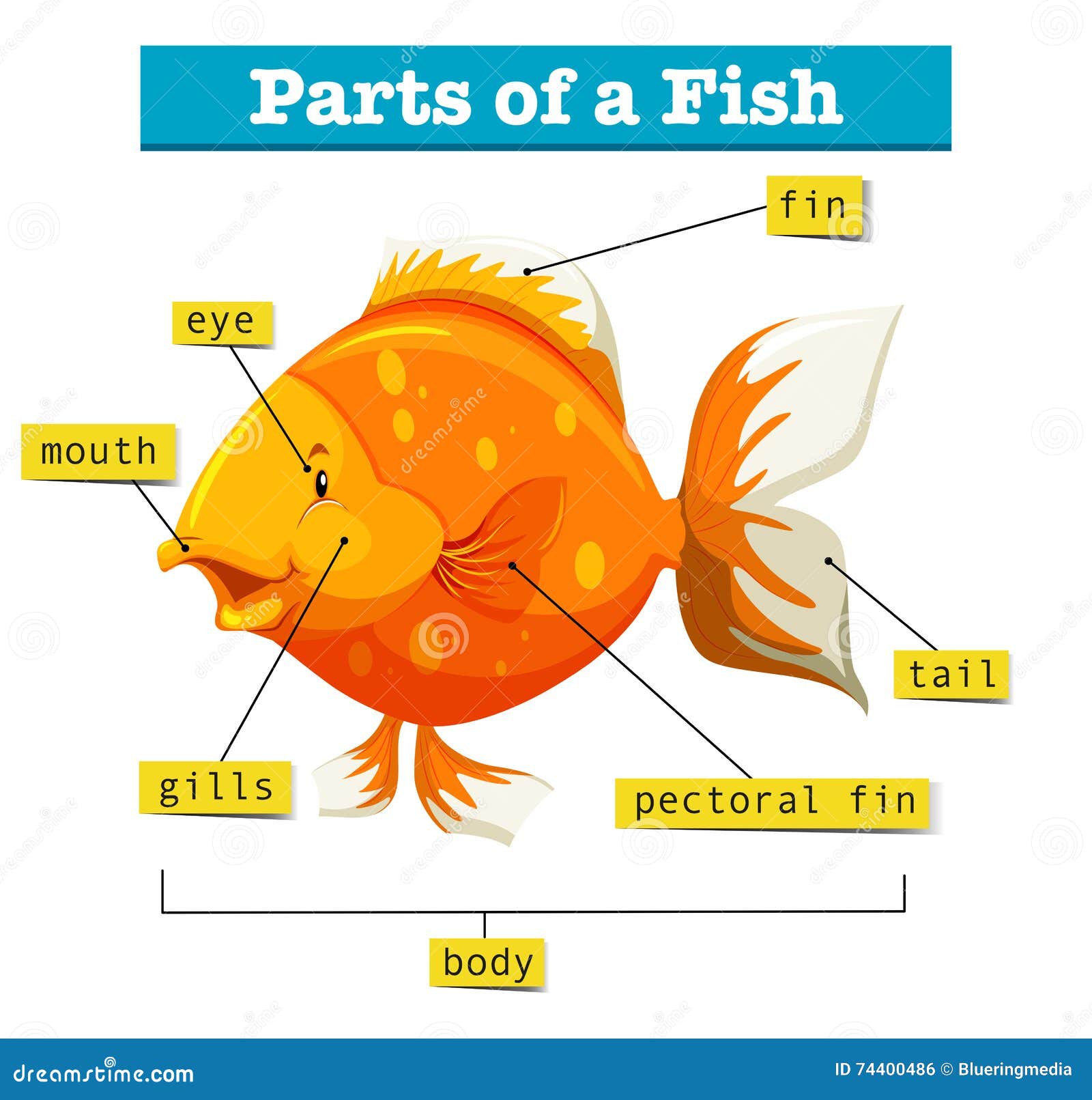 Diagramma Con Le Parti Del Pesce Illustrazione Vettoriale ...