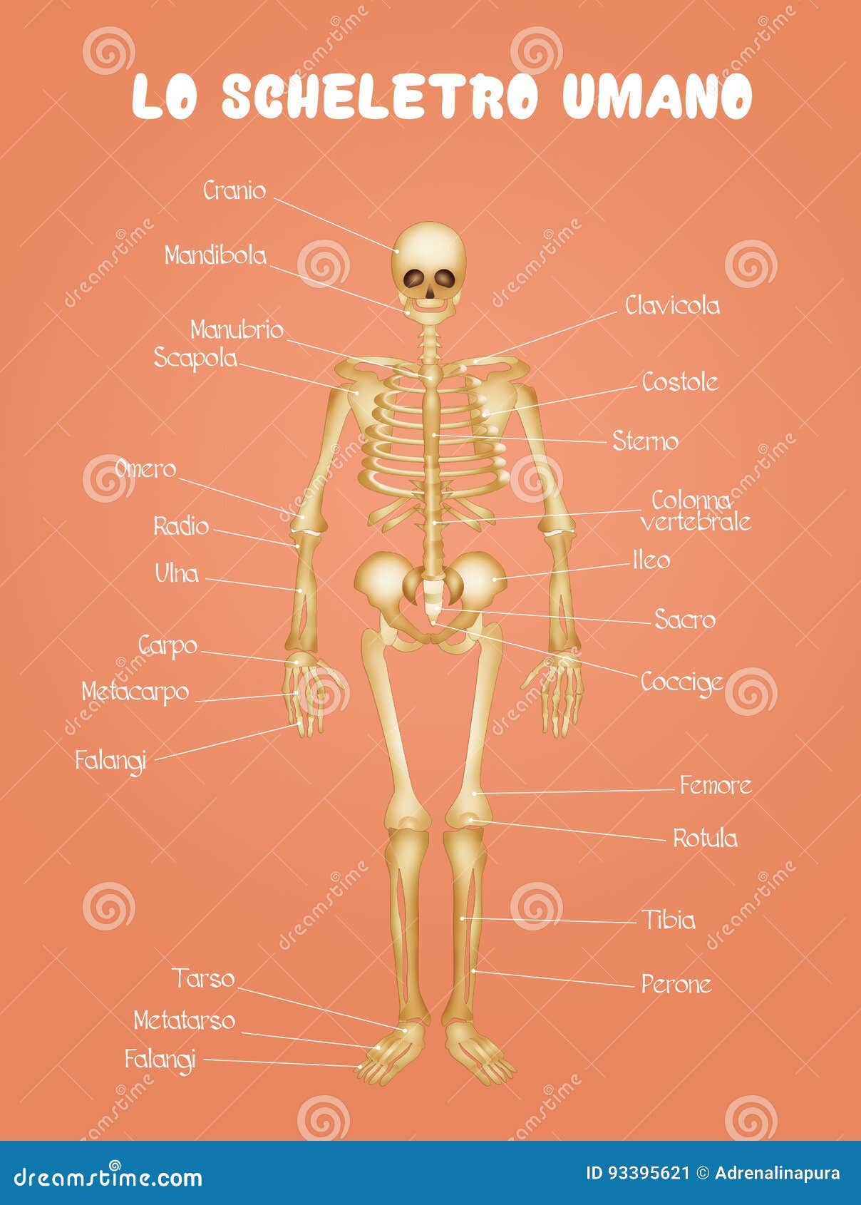 Diagramma Dello Scheletro Umano Illustrazione di Stock - Illustrazione ... Diagramma Dello Scheletro Umano Illustrazione di Stock - Illustrazione ...