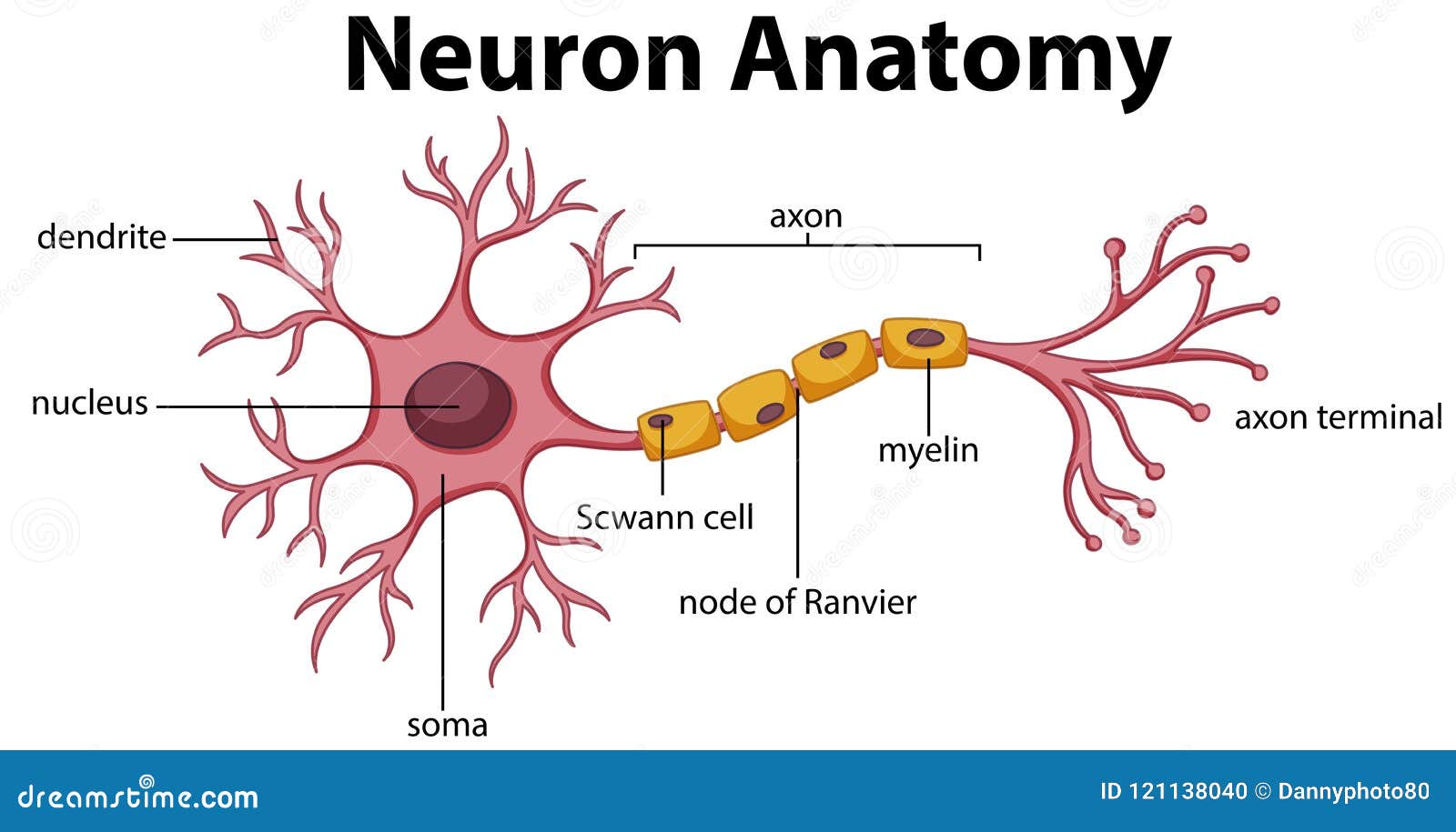 Diagramma Di Anatomia Del Neurone Illustrazione Vettoriale ...