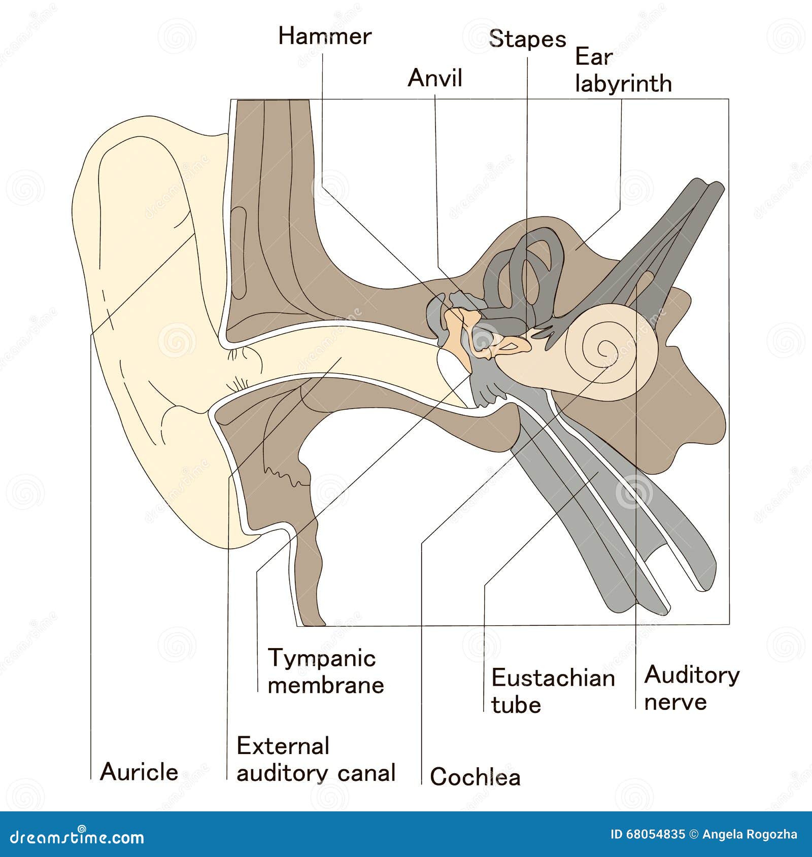 Diagramma Di Anatomia Dell'orecchio Illustrazione di Stock ...