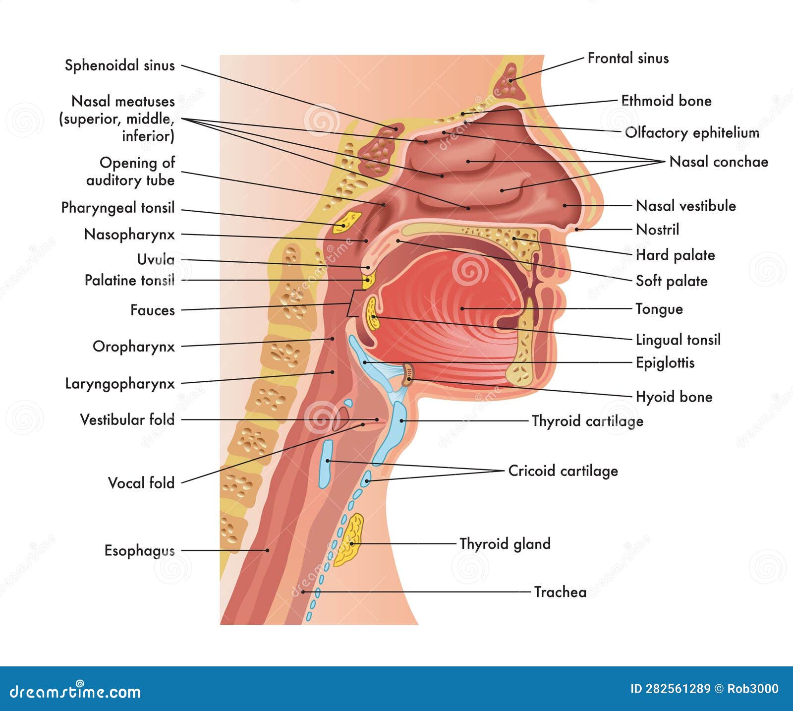 Diagramma Medico Di Anatomia Del Naso E Della Bocca Illustrazione ... Diagramma Medico Di Anatomia Del Naso E Della Bocca Illustrazione ...