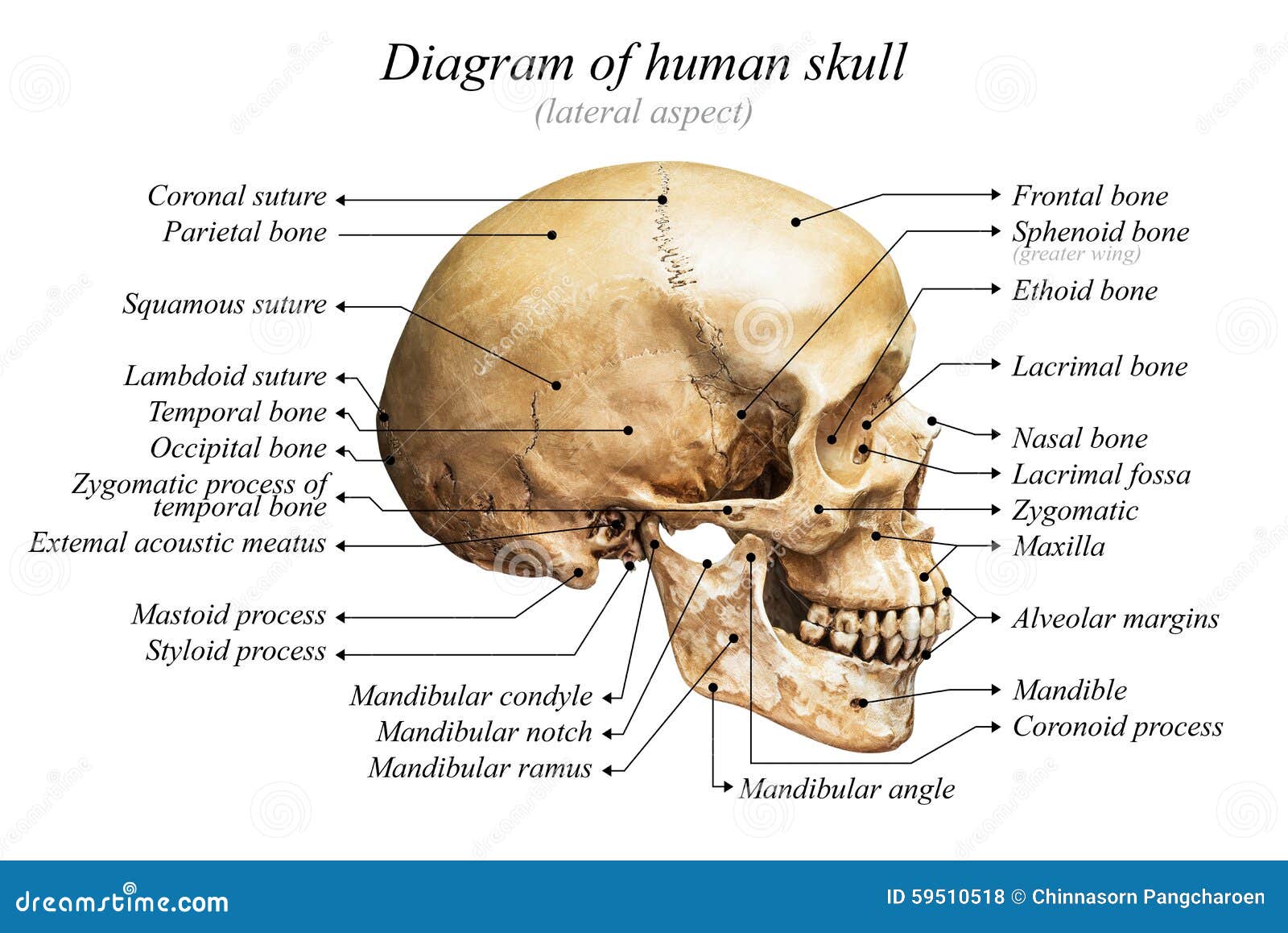 Diagramma umano del cranio fotografia stock. Immagine di mandibola ...