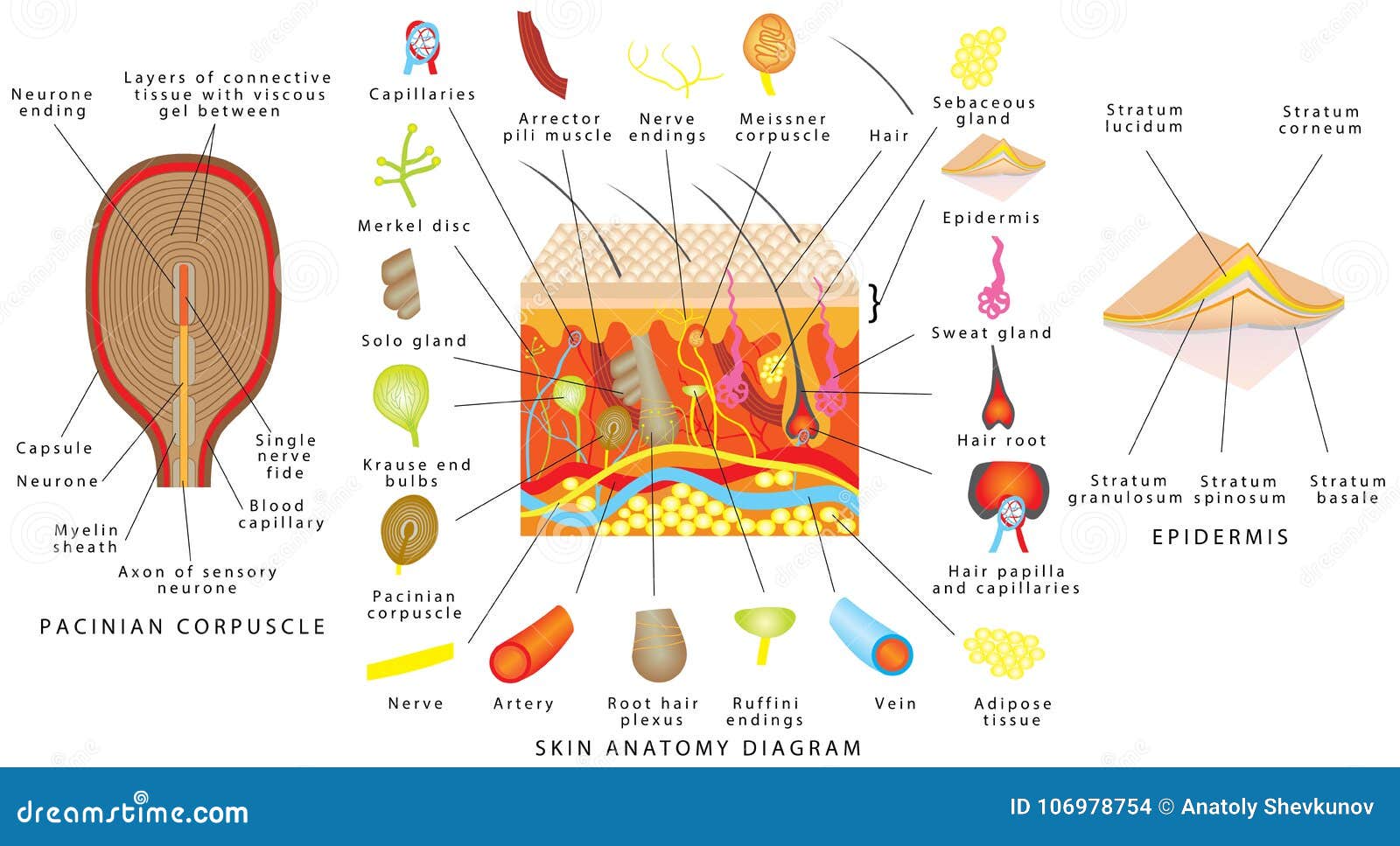 Diagramme D'anatomie De Peau Illustration de Vecteur - Illustration du ...