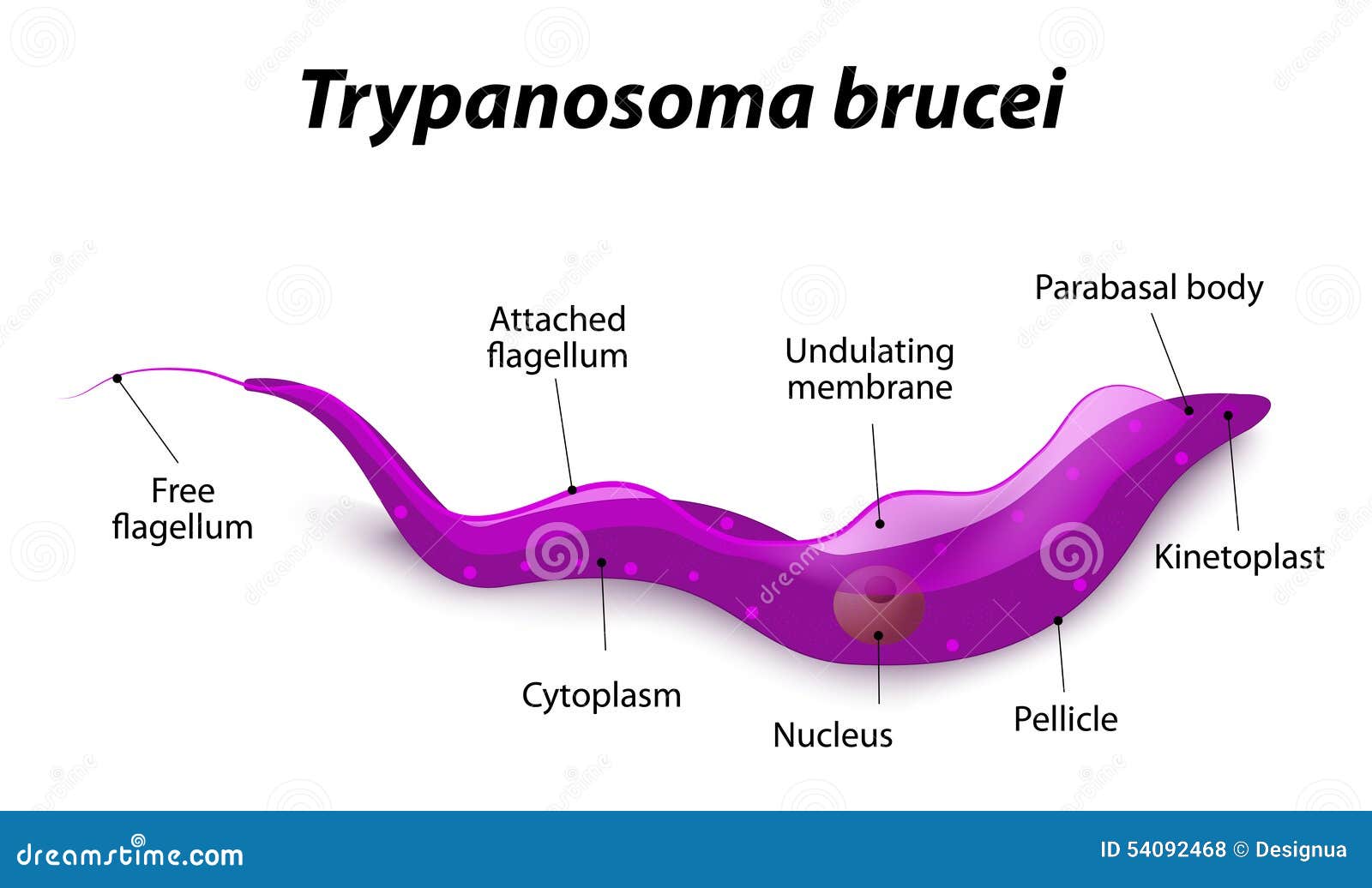 Diagramme De Cellule De Trypanosoma Illustration de Vecteur ...