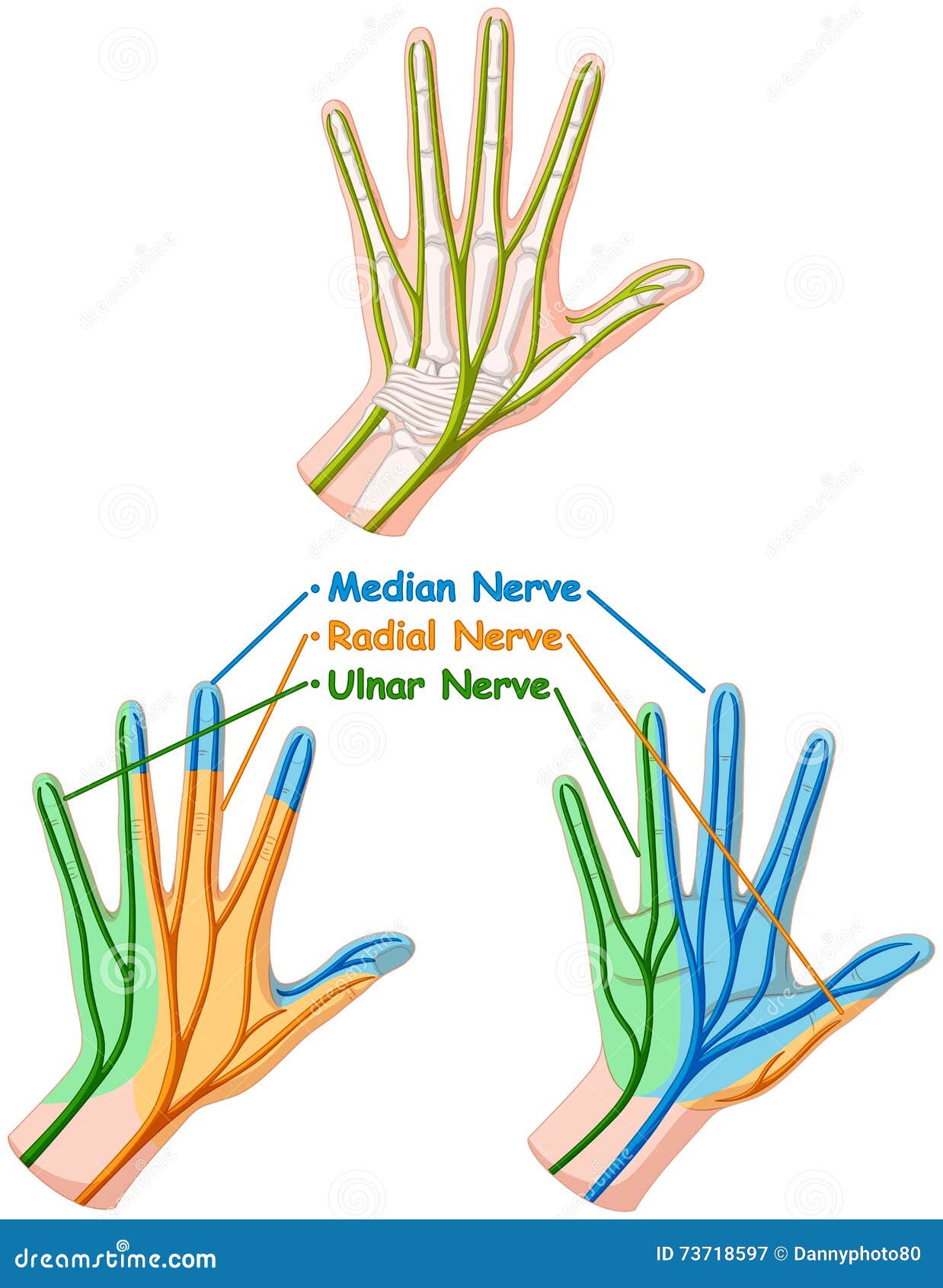 Diagramme De Couleur Montrant Le Nerf De Main Illustration de Vecteur ...
