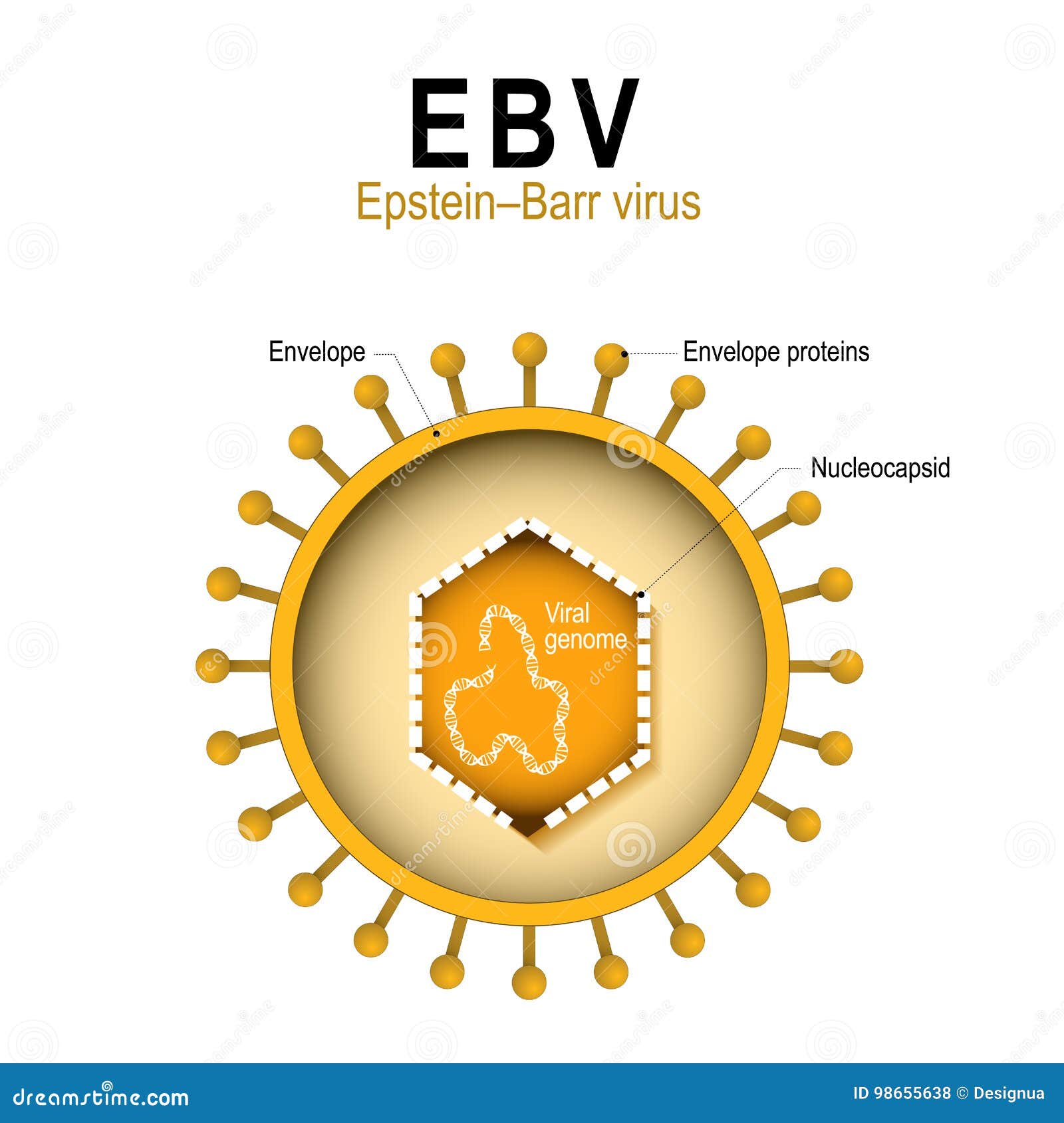 Diagramme De La Structure D'EBV Illustration de Vecteur - Illustration ...