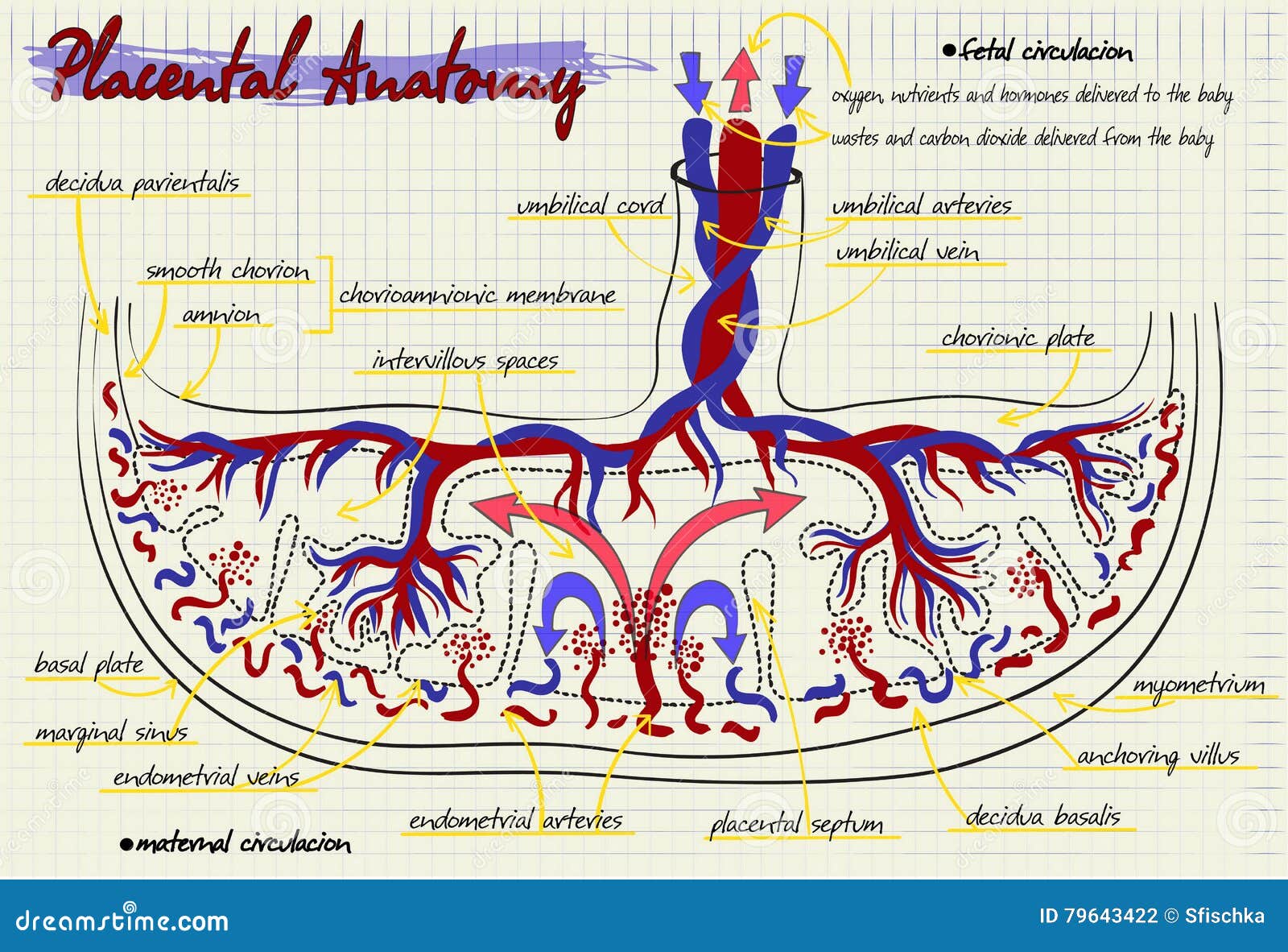 Diagramme De La Structure Du Placenta Humain Illustration de Vecteur ...